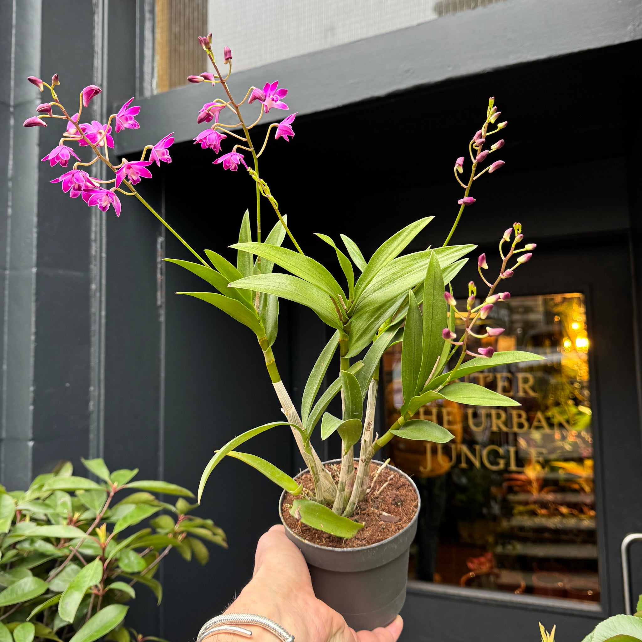 Dendrobium Berry Oda