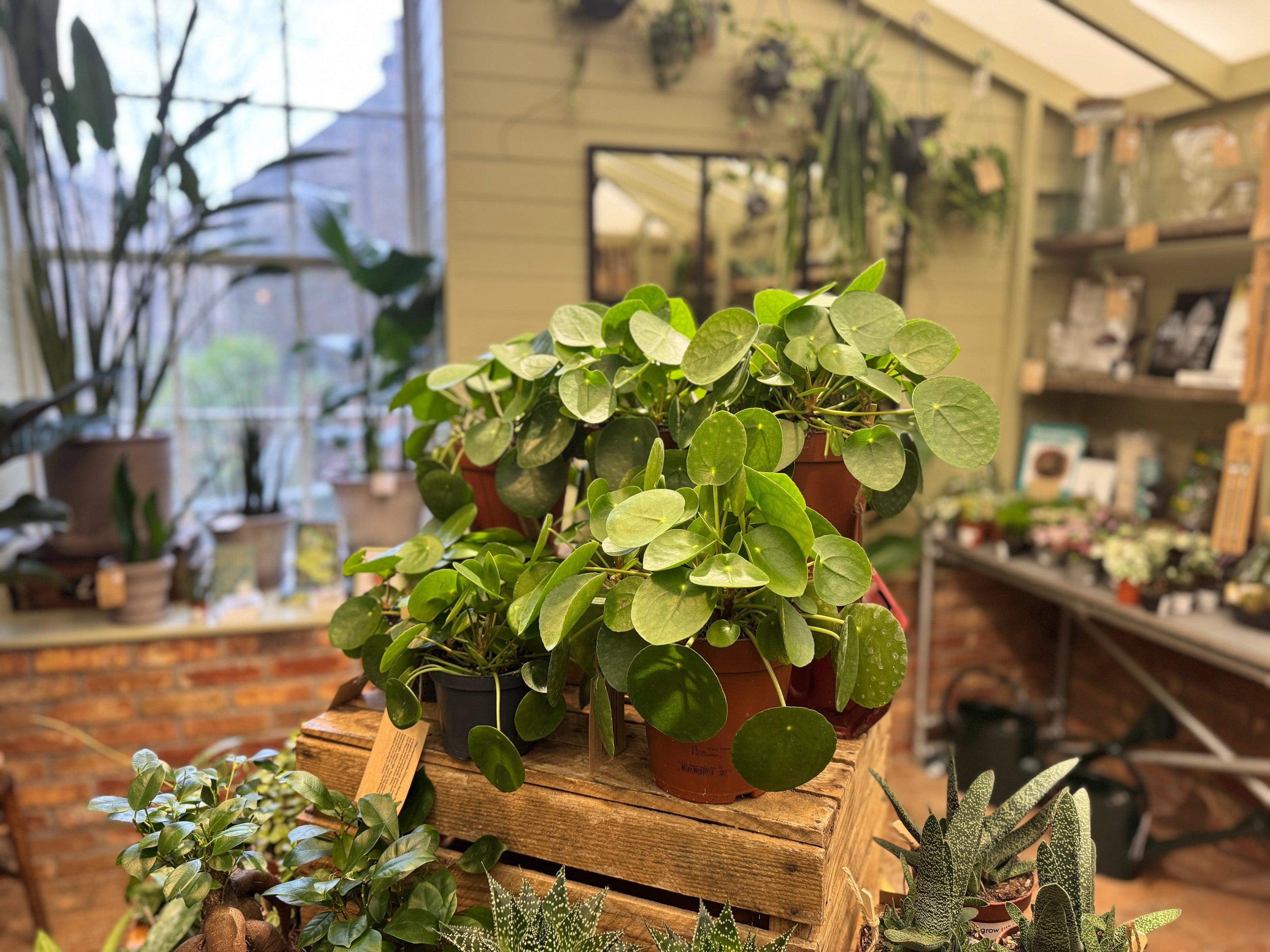 How to Care for a Chinese Money Plant (Pilea) in the UK – grow urban.