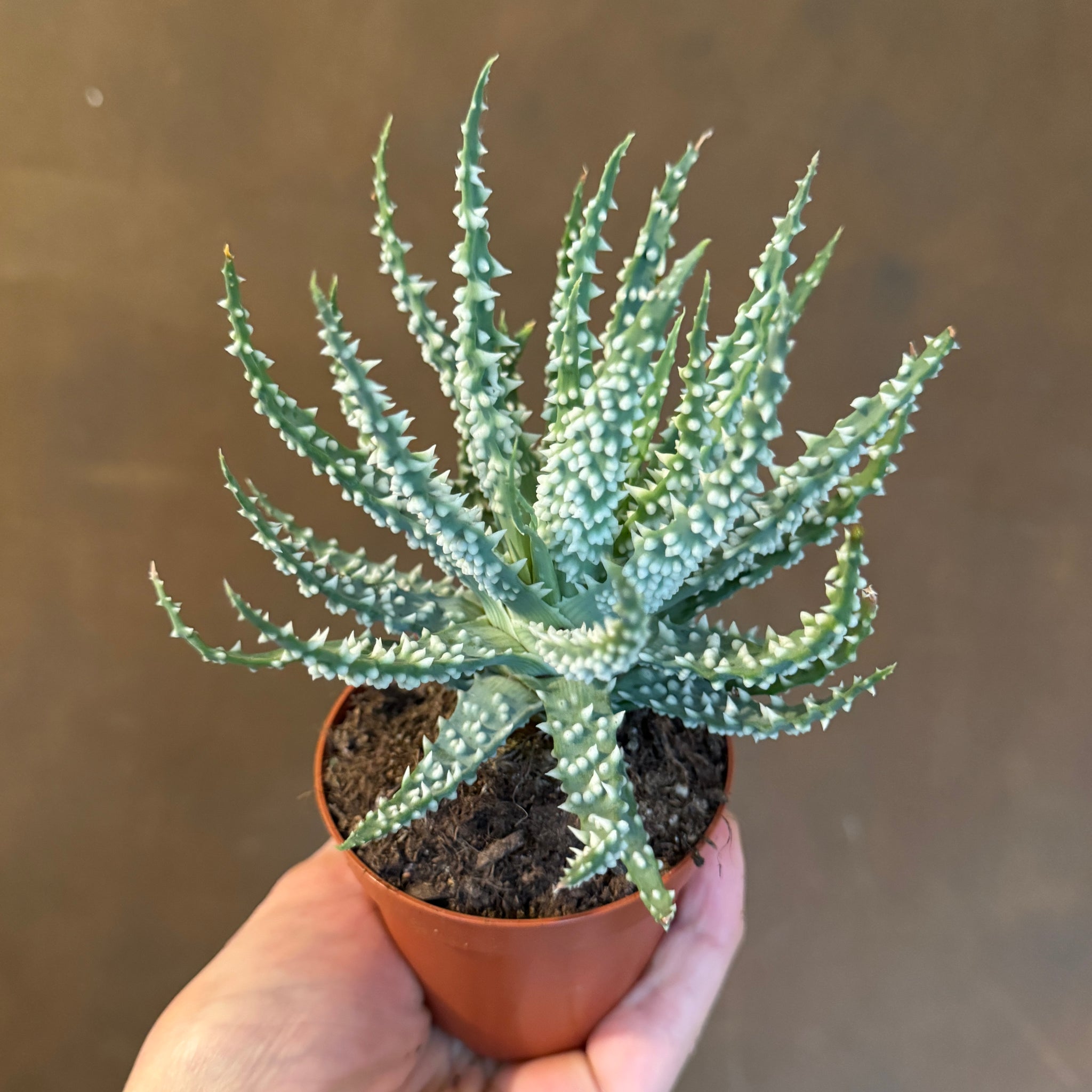 Aloe humilis 'Shark' | grow urban. Edinburgh