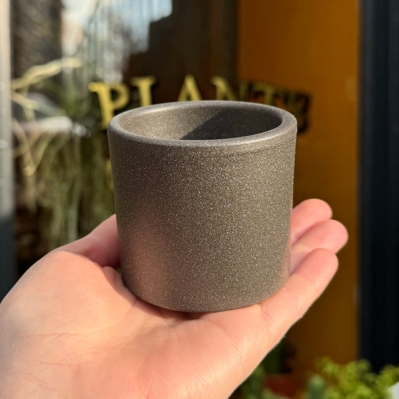 Peperomia 'Fire Sparks' | Taco Plant | grow urban. Edinburgh