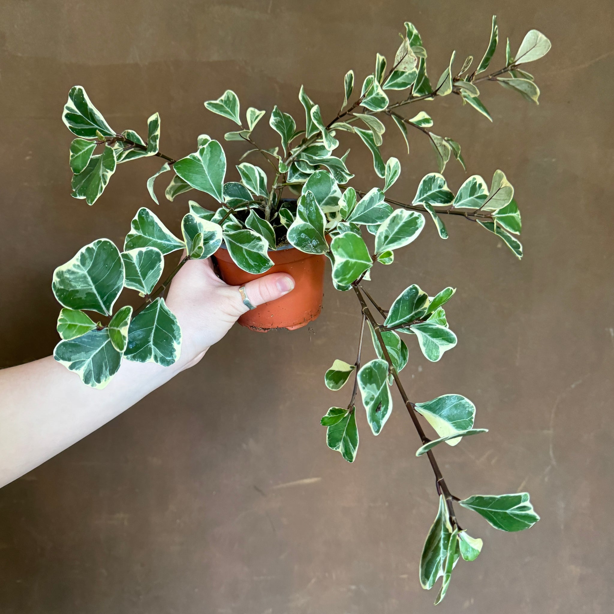 Ficus triangularis 'Sweetheart' | grow urban. Edinburgh