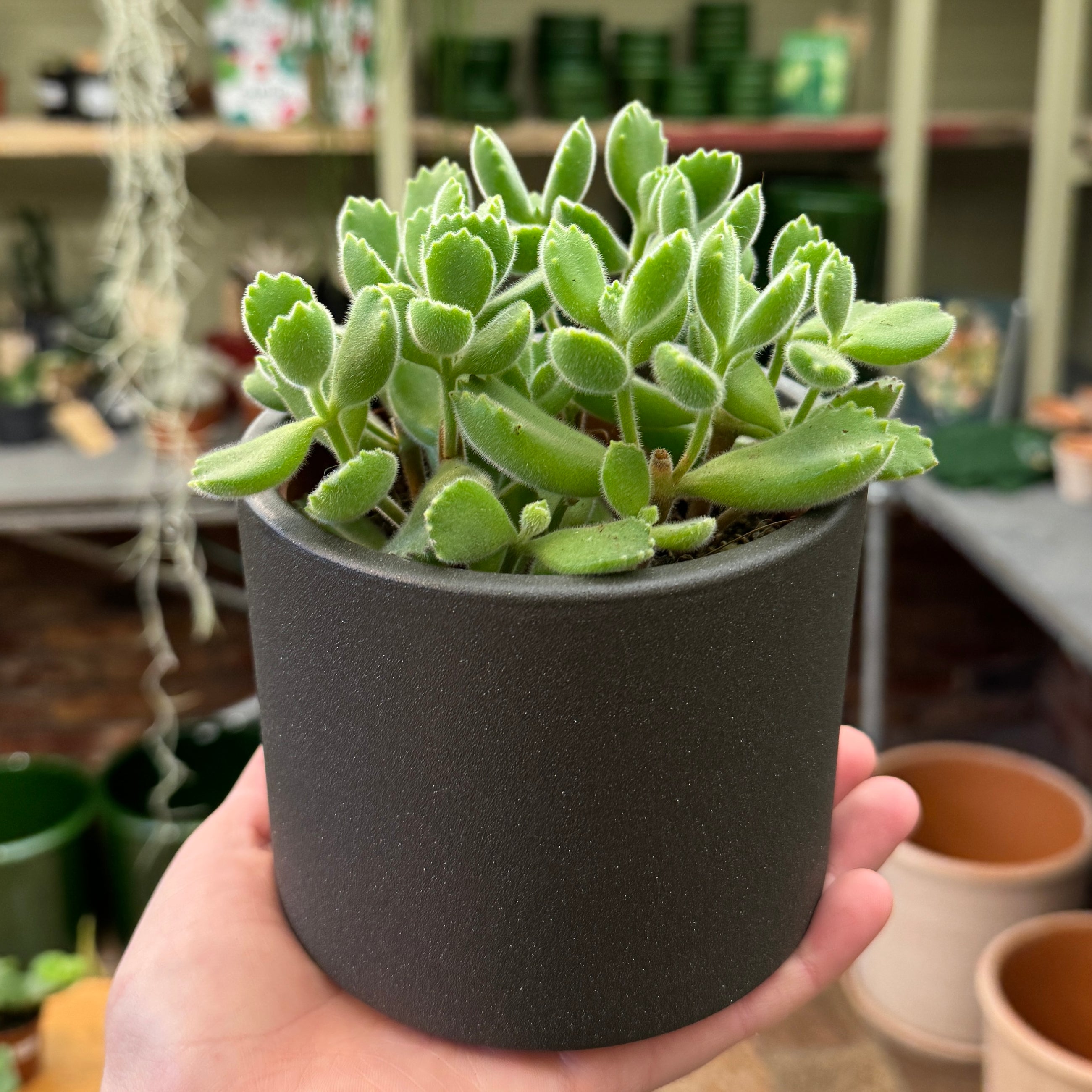 Matt Pot - Grey | 12cm | grow urban. Edinburgh