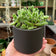 Matt Pot - Grey | 12cm | grow urban. Edinburgh