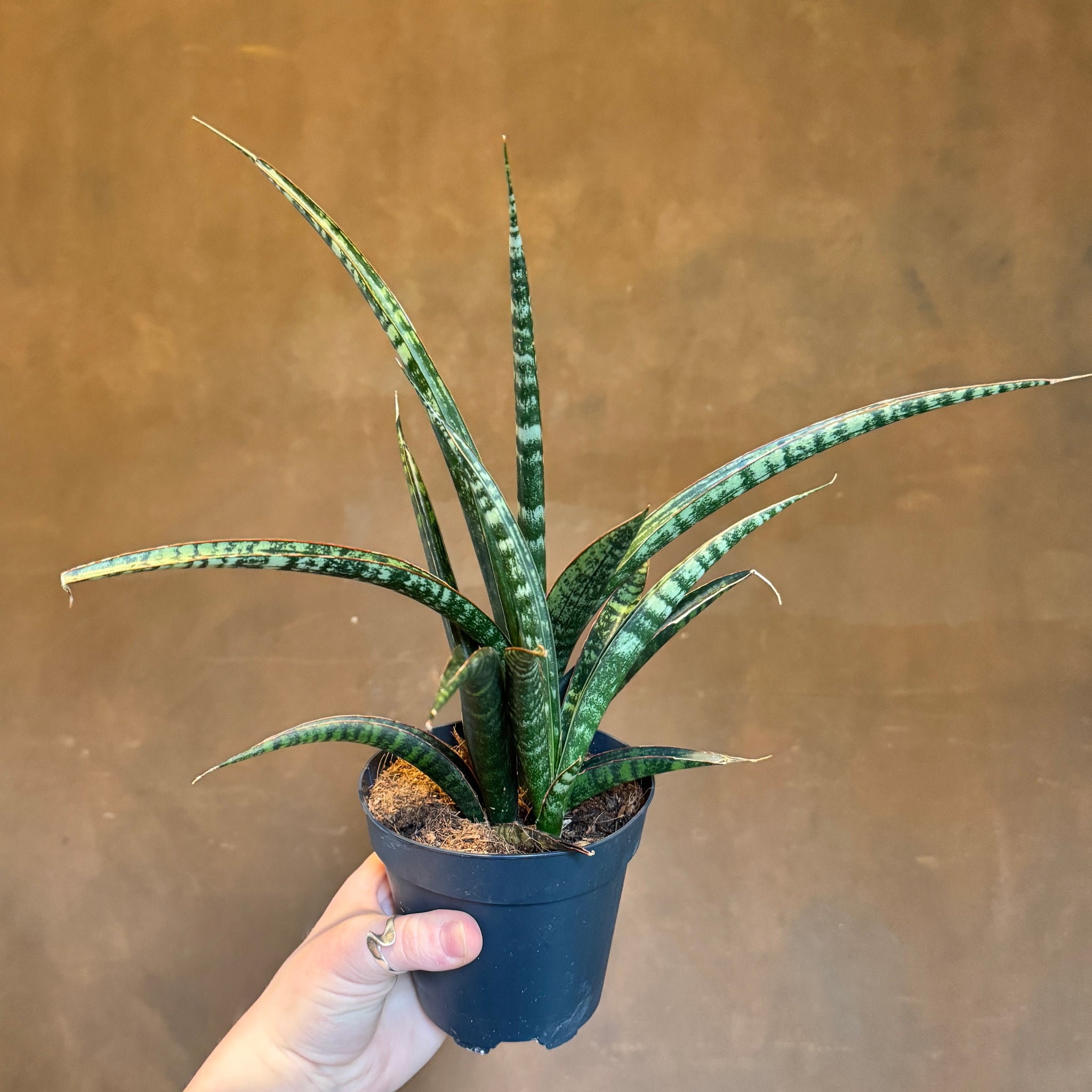Sansevieria 'Megan' | grow urban.