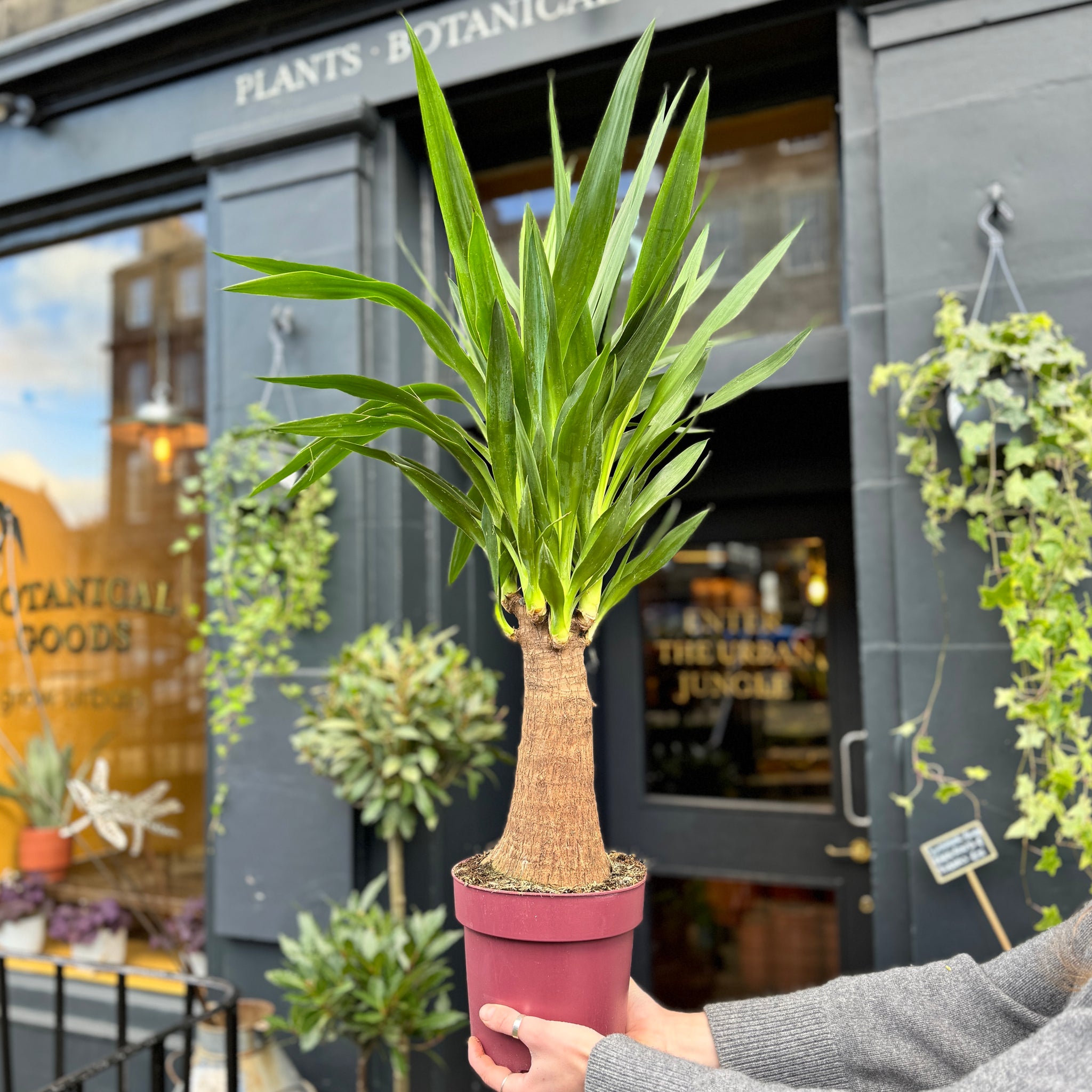 Yucca [Maya Tree] | grow urban.