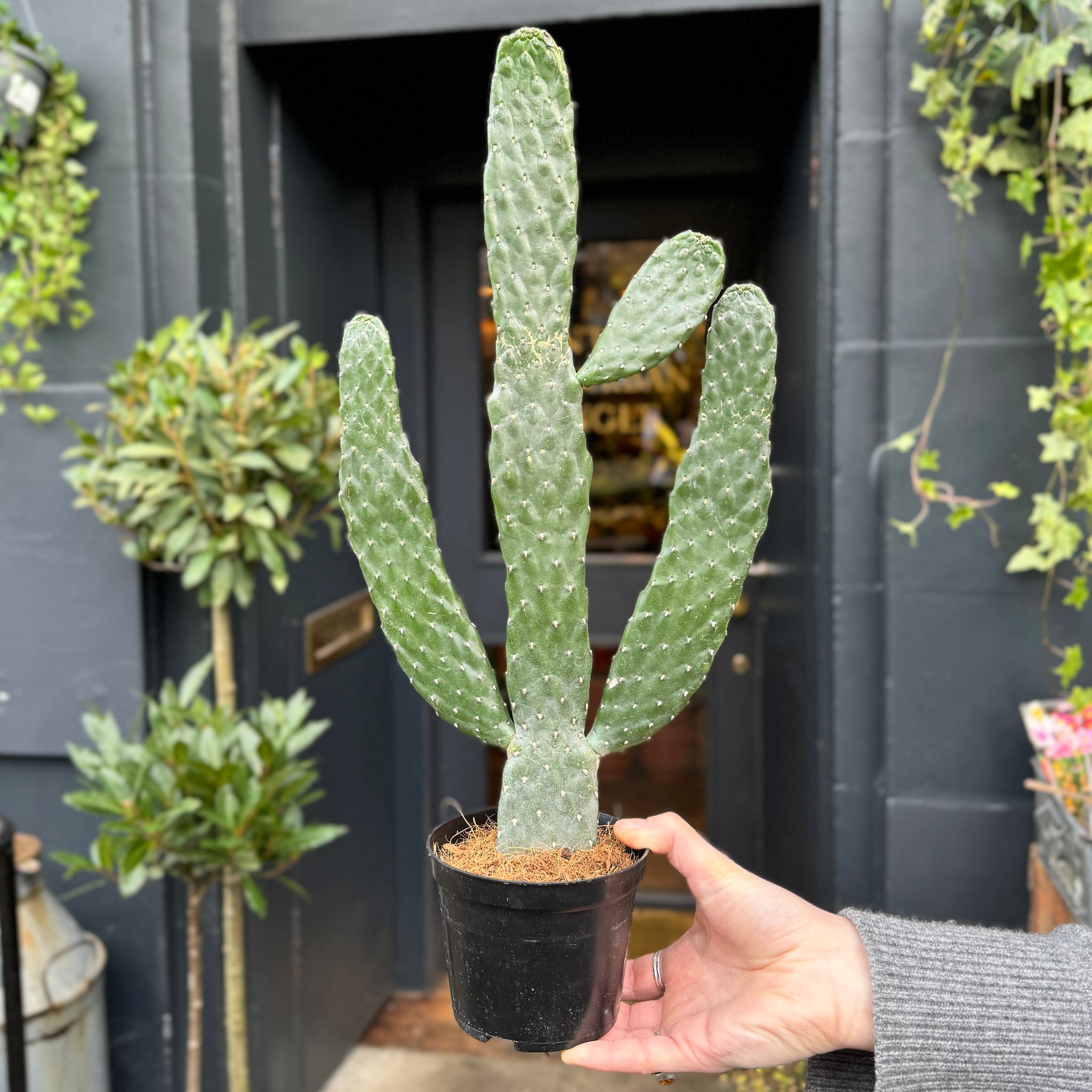 Consolea rubescens | Roadkill Cactus | grow urban. Edinburgh