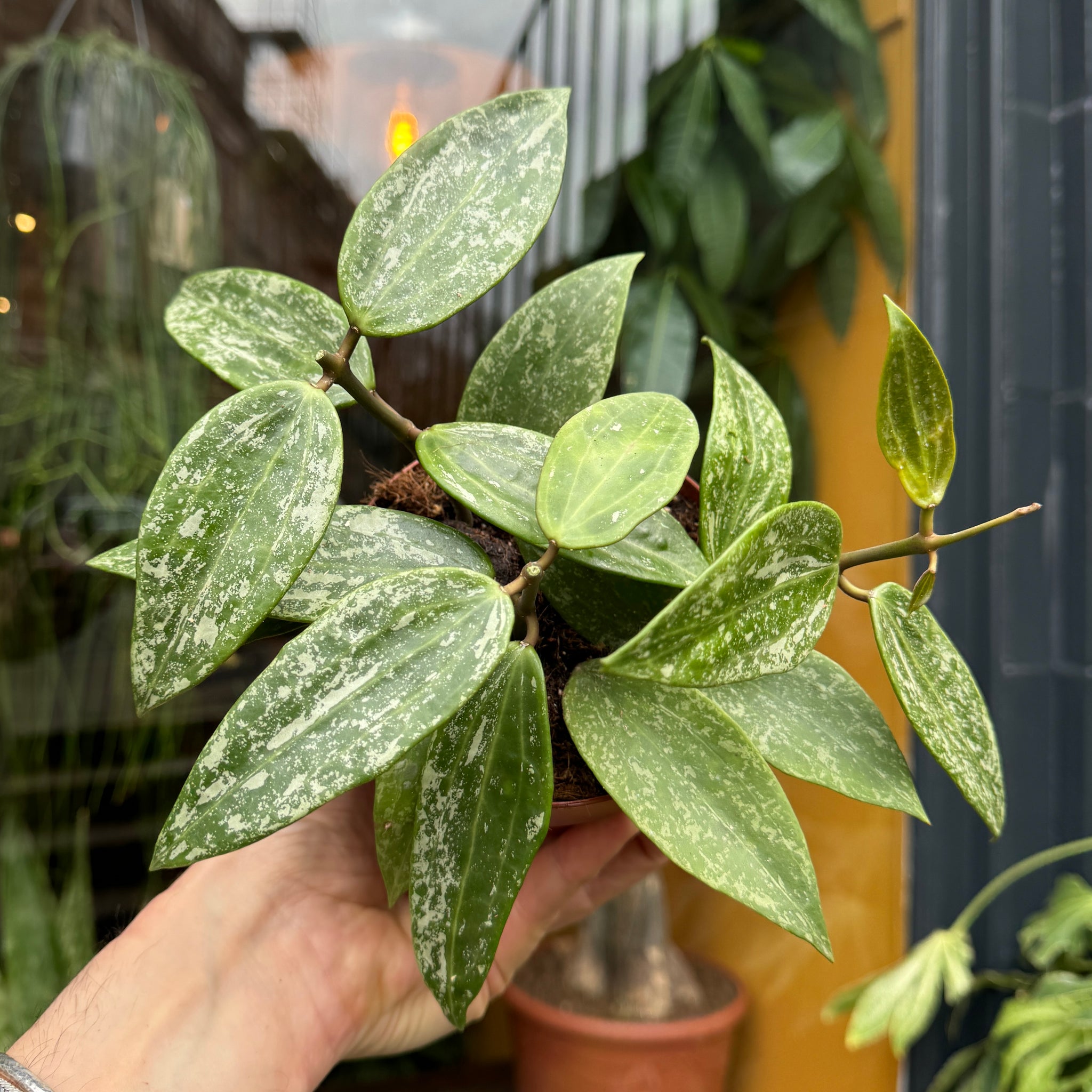 Hoya 'Rangsan' | grow urban.