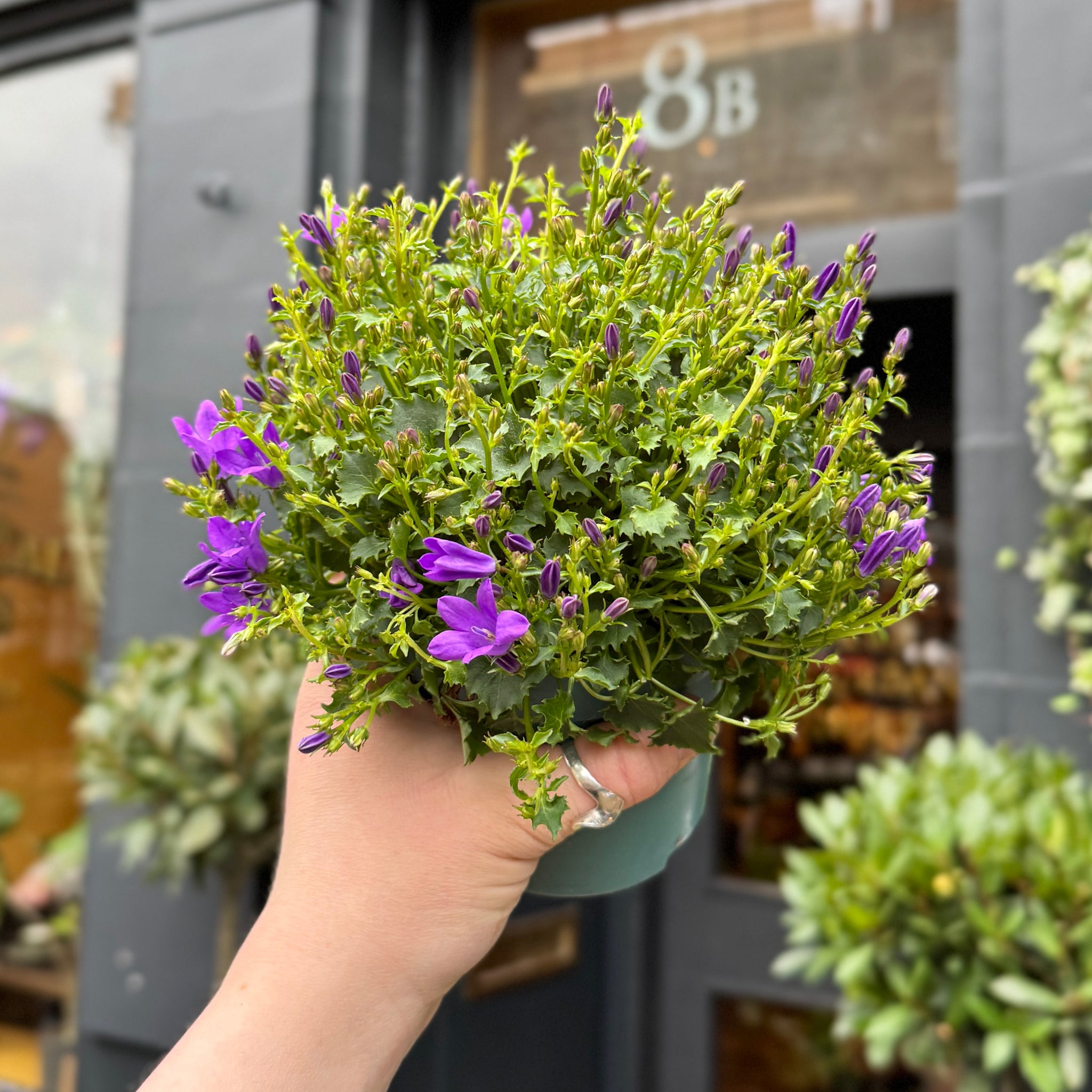 Bellflower | Campanula 'Intense Purple' | grow urban. UK