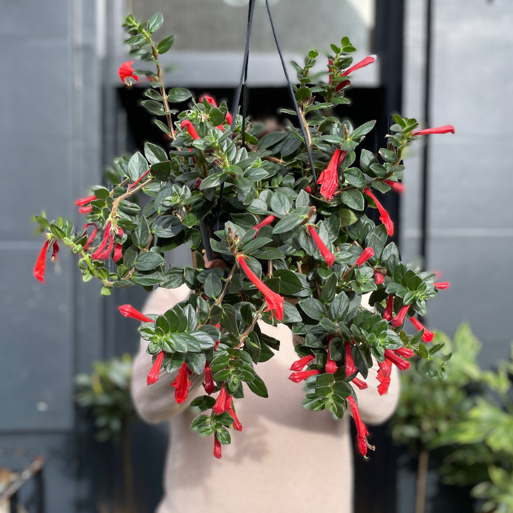 Goldfish Plant | Columnea gloriosa | grow urban. Edinburgh