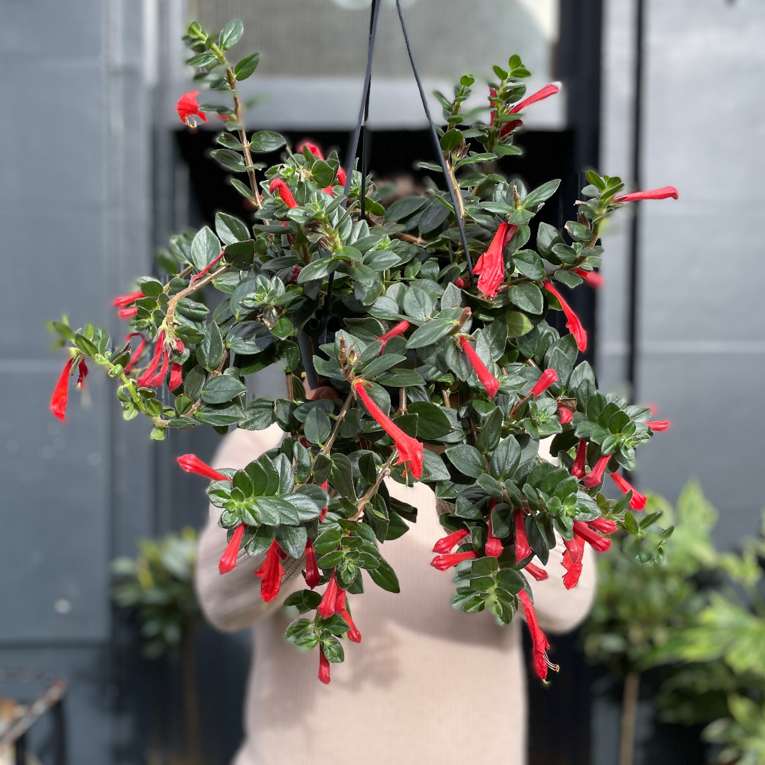 Goldfish Plant | Columnea gloriosa | grow urban. Edinburgh