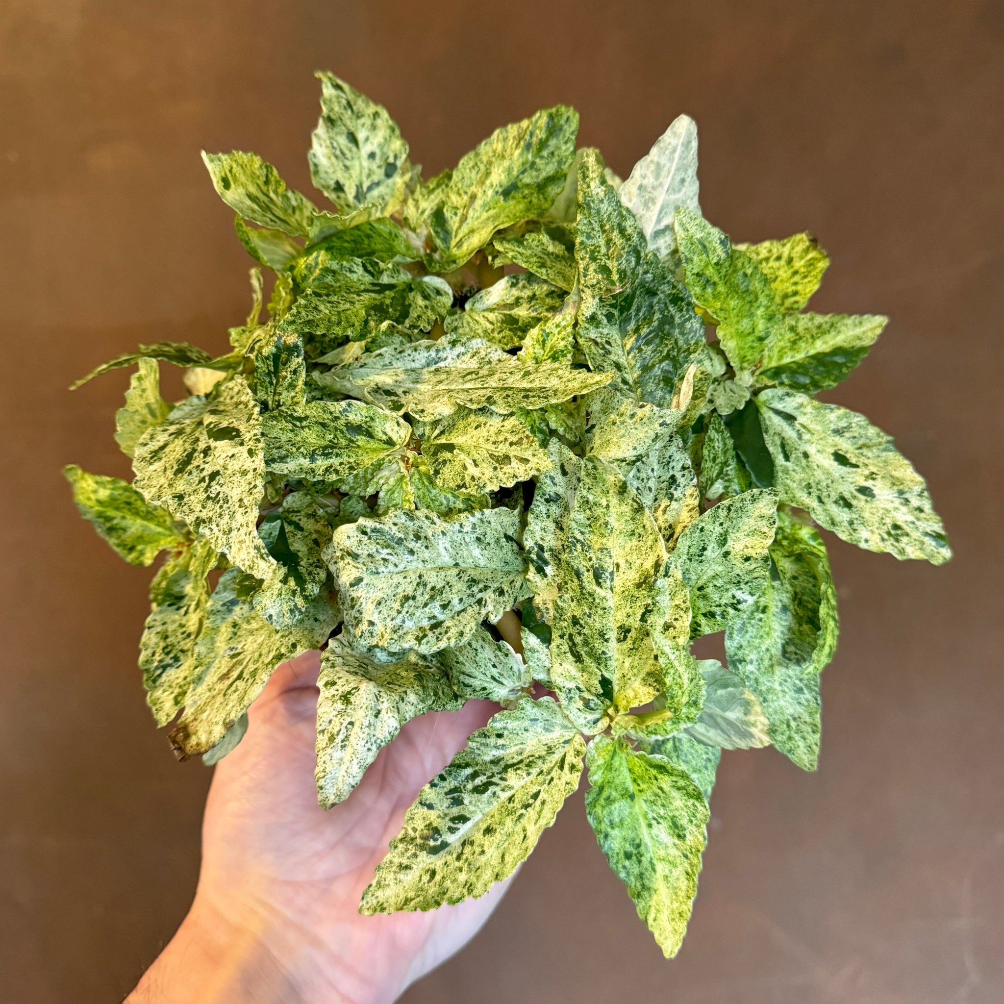 Pellionia repens 'Variegata' | grow urban. Edinburgh