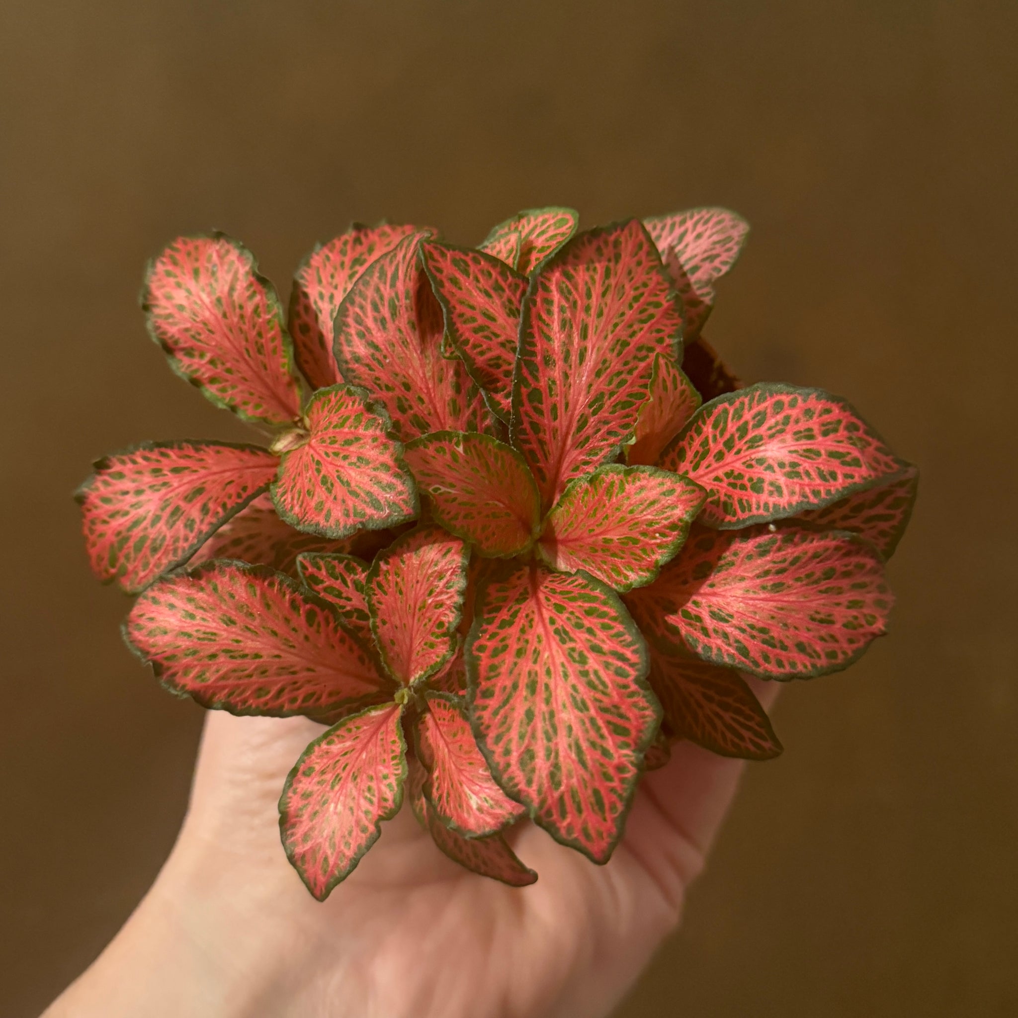Fittonia 'Red Star' | grow urban. Edinburgh