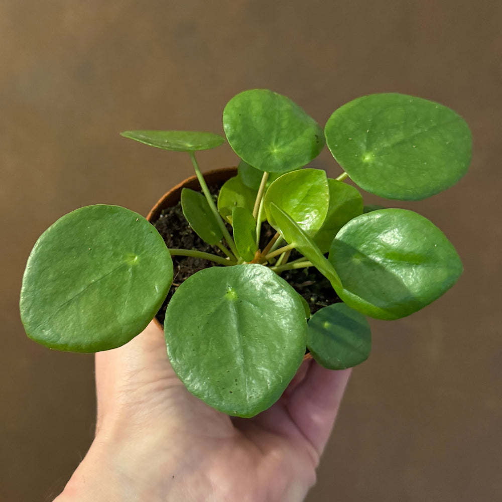Fabelhafte Pilea Peperomioides Gro Bild