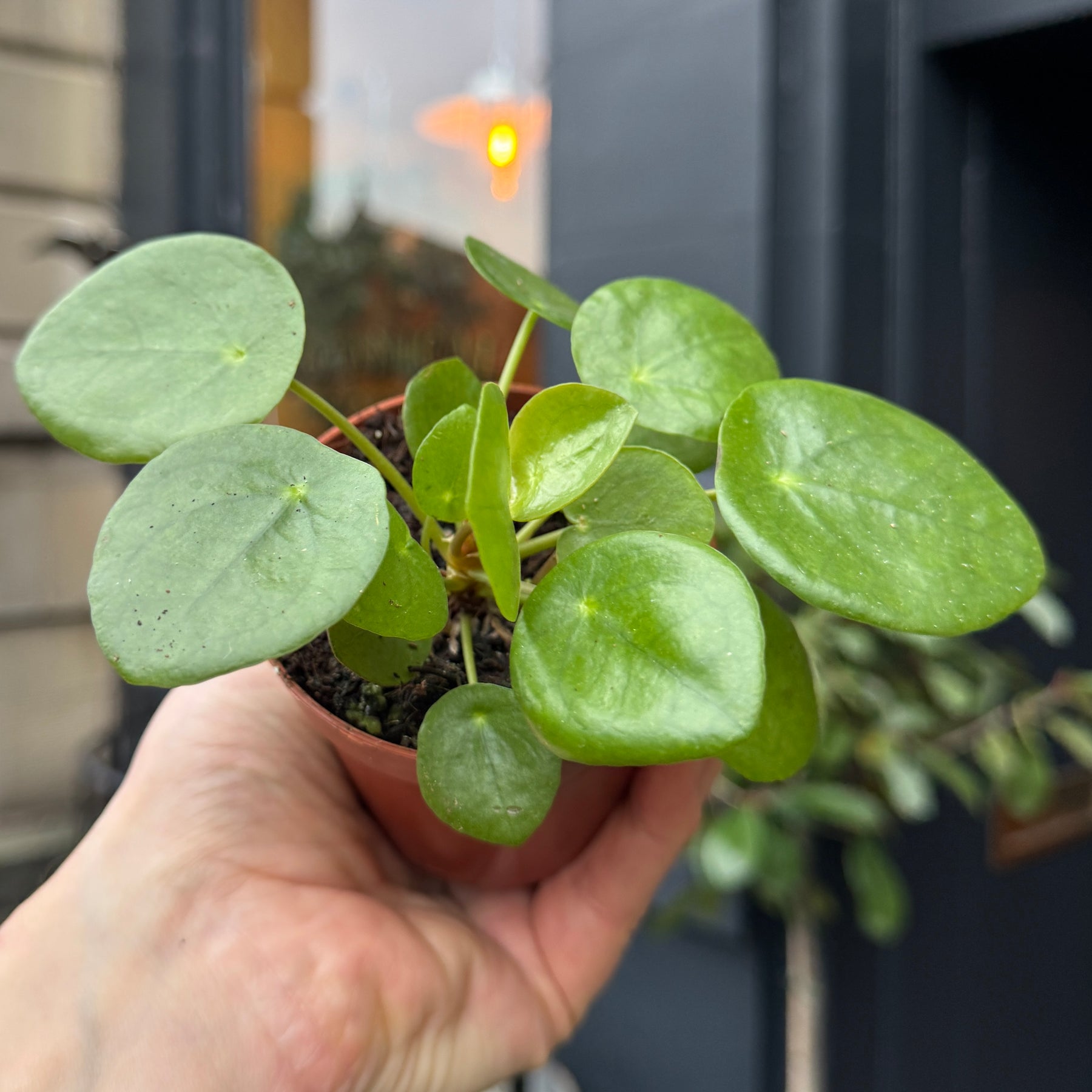 Pilea peperomioides (8cm pot) | grow urban. Edinburgh
