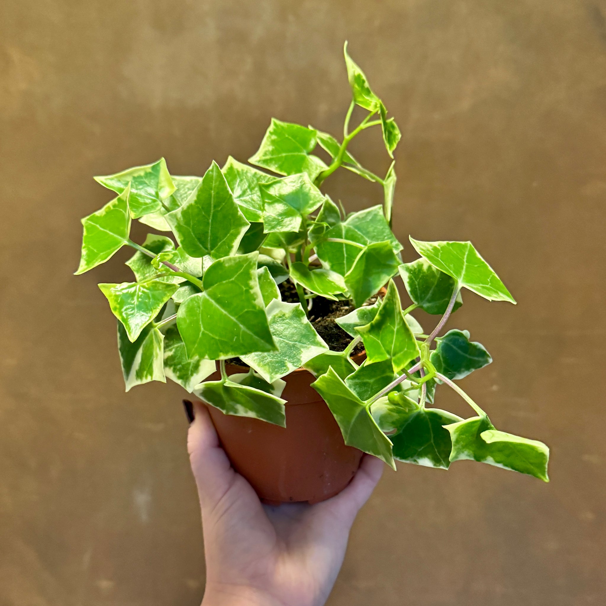 Senecio macroglossus ‘Variegatus’ | Variegated Wax Ivy Plant – grow urban.