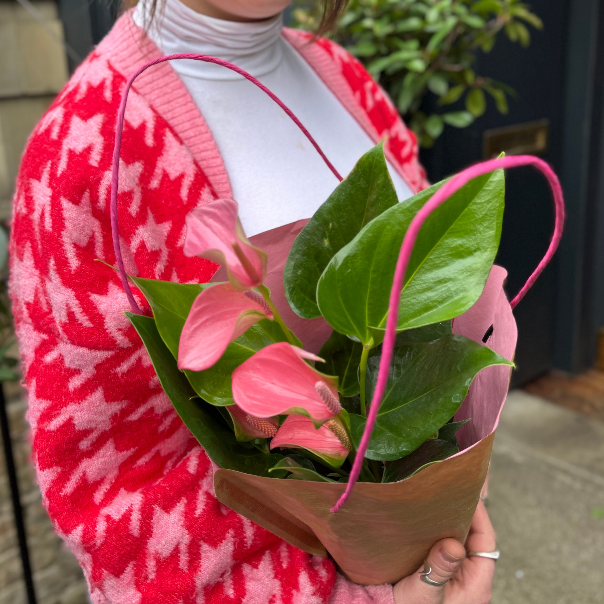 Anthurium with Gift Bag | grow urban.