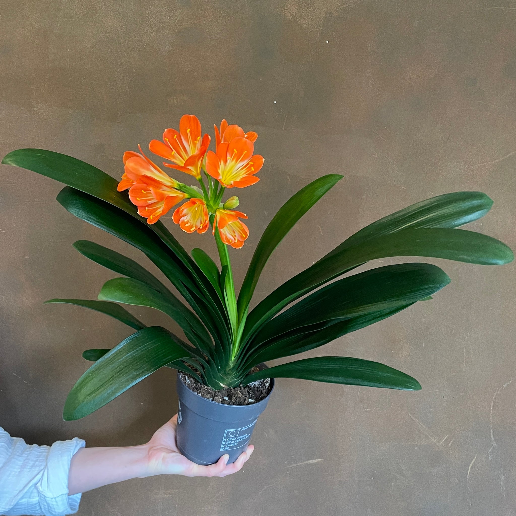 Clivia miniata (15cm pot) | grow urban. Edinburgh
