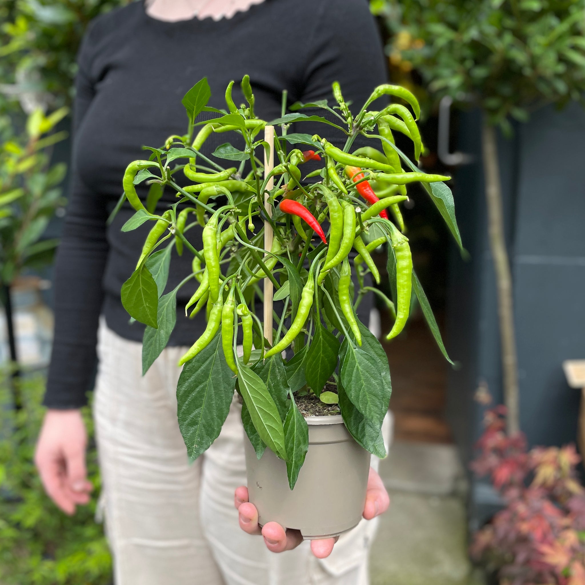 Pick&Joy® Hot Red Chilli Fiesta | grow urban. Edinburgh