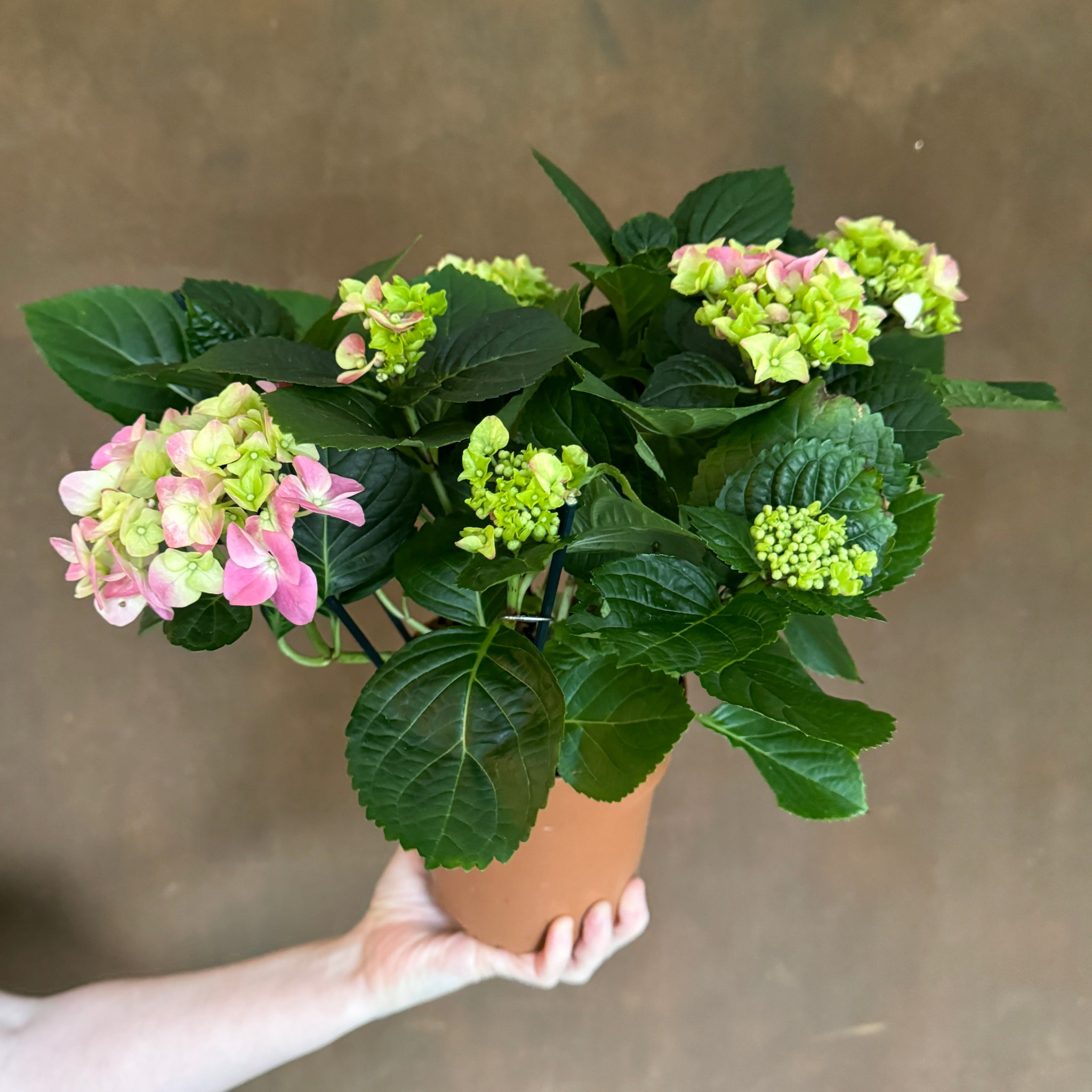 Hydrangea macrophylla 'Pink' | grow urban. Edinburgh