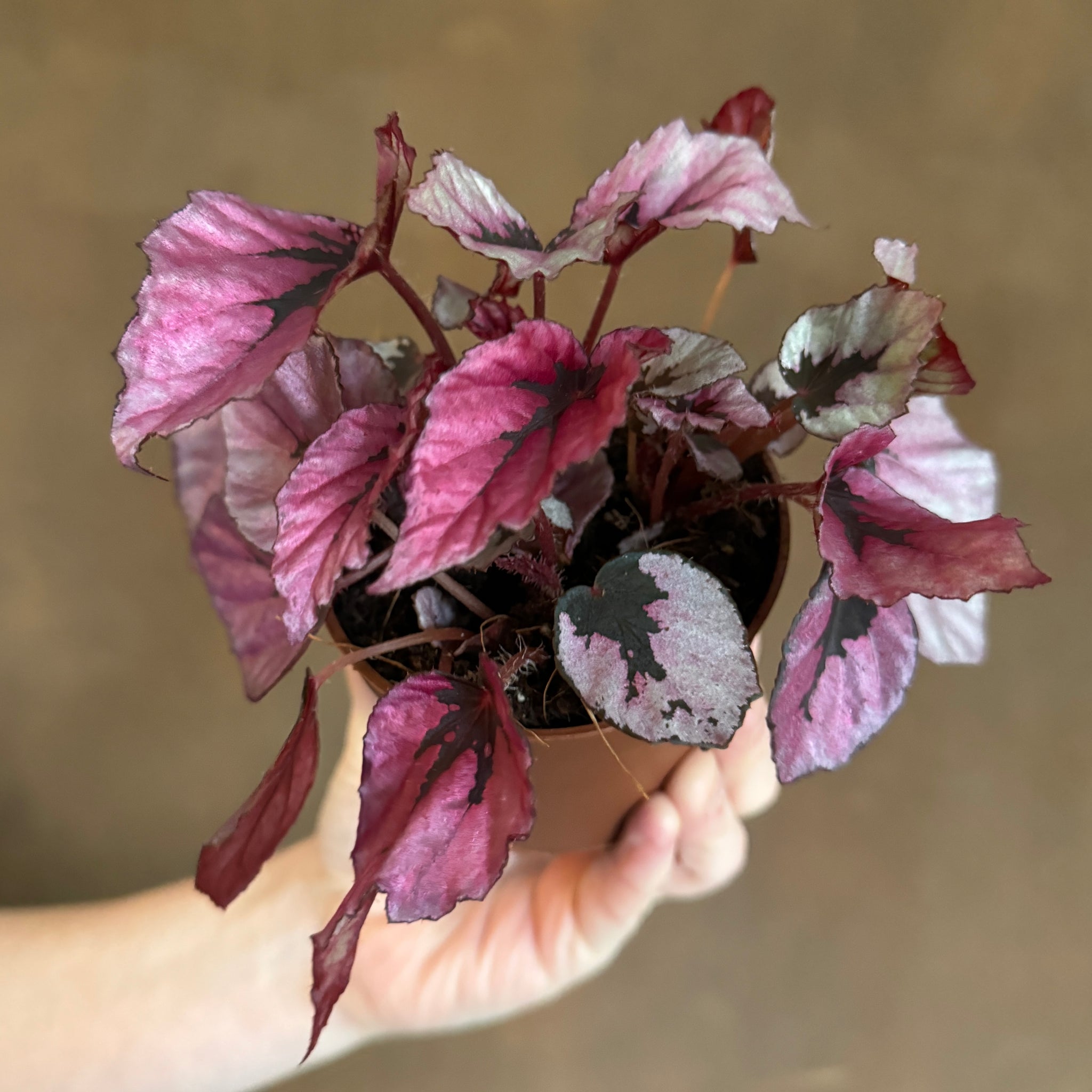 Begonia rex 'Indian Summer' (9cm pot) | grow urban. Edinburgh