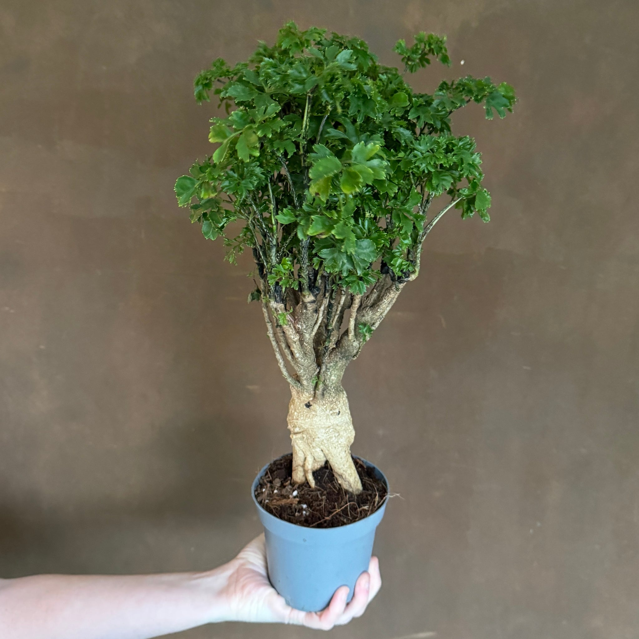 Polyscias fruticosa 'Elegans' [Parsley Aralia] | grow urban. Edinburgh