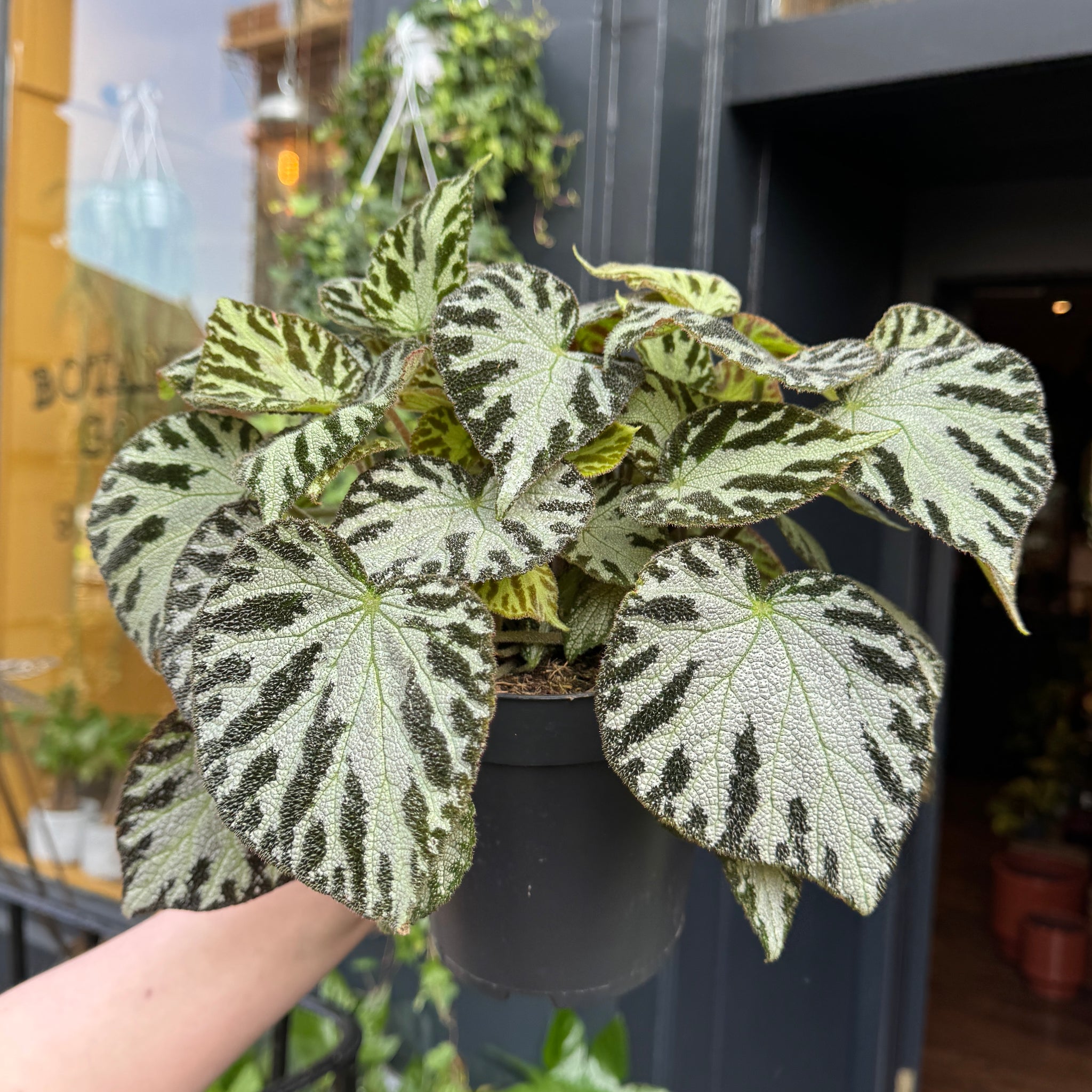 Begonia 'Silver Jewel' | grow urban.