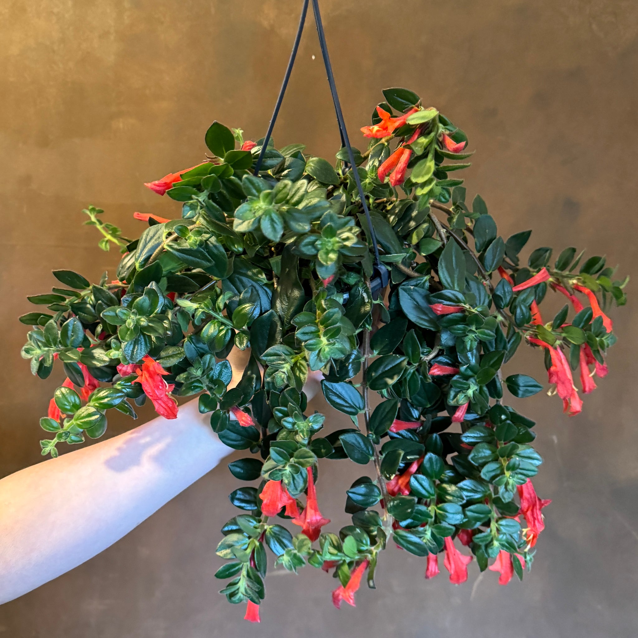 Goldfish Plant | Columnea gloriosa | grow urban. Edinburgh