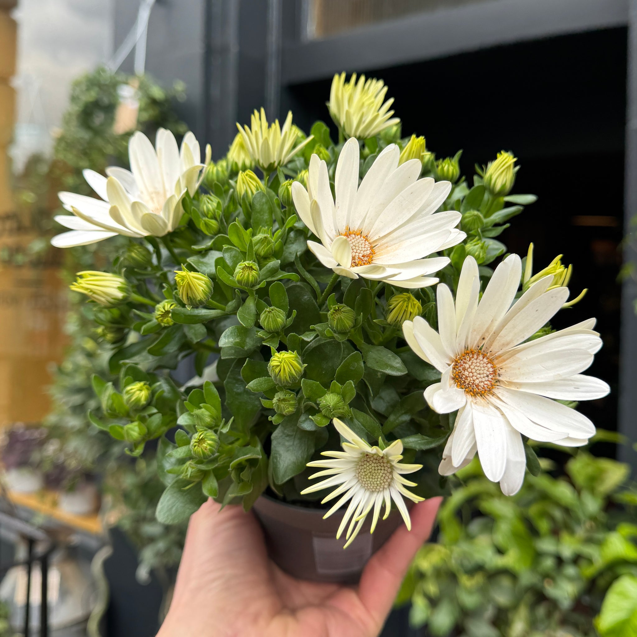 Osteospermum 'Margarita Creme' | grow urban.