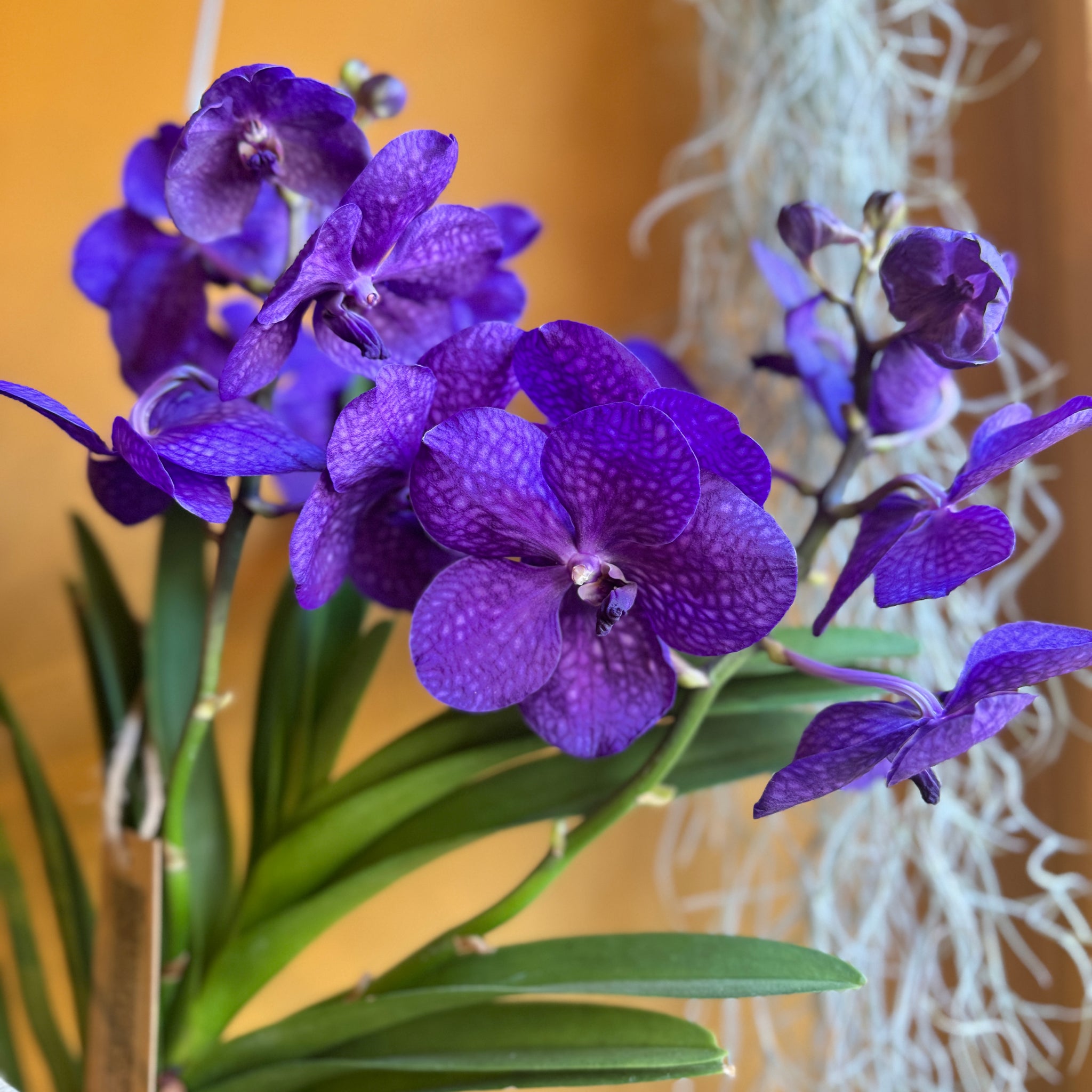 Vanda | grow urban.