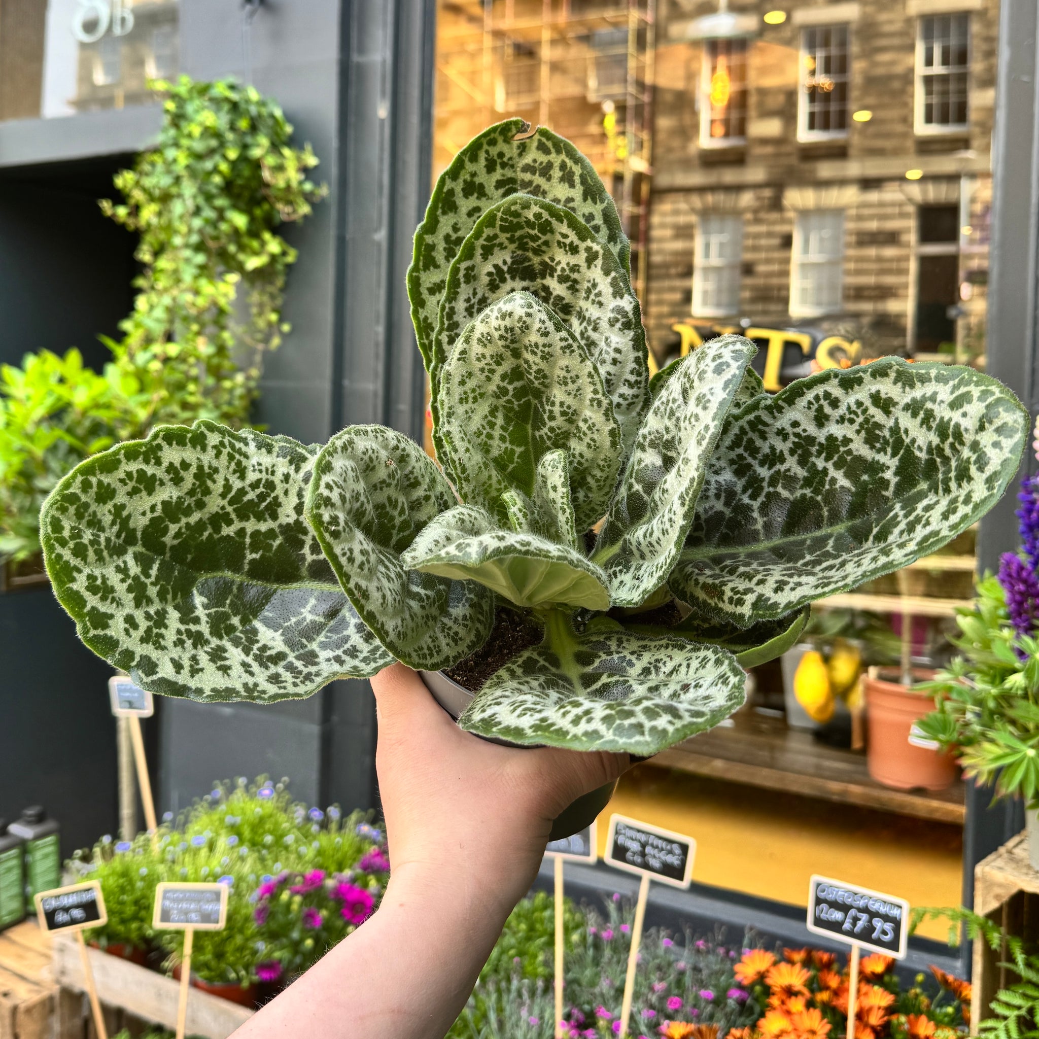 Primulina ‘Pretty Turtle’ (AKA Streptocarpus) | grow urban. Edinburgh