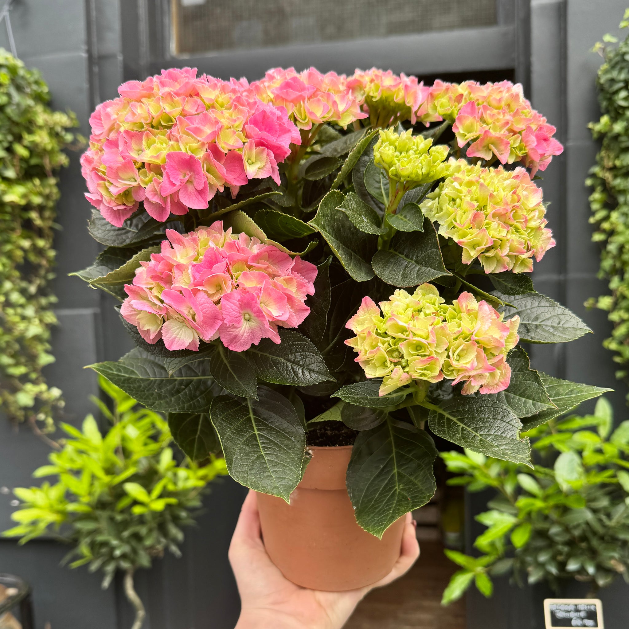 Hydrangea 'Pink' | grow urban.