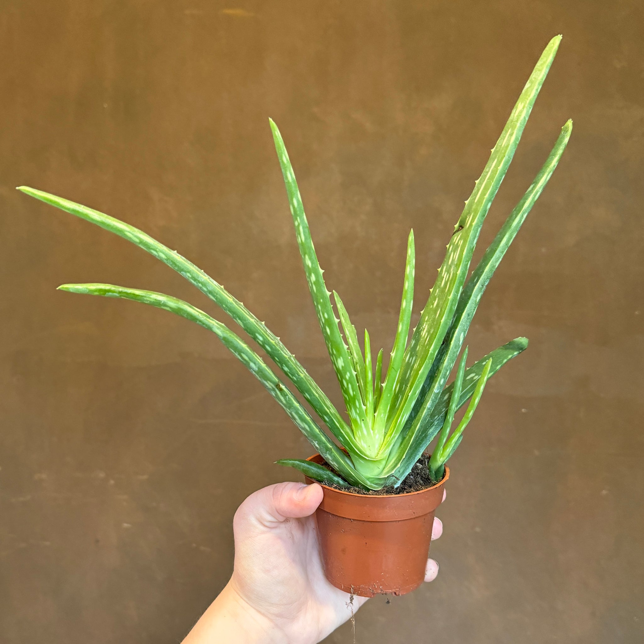 Aloe vera (mini) | grow urban. Edinburgh