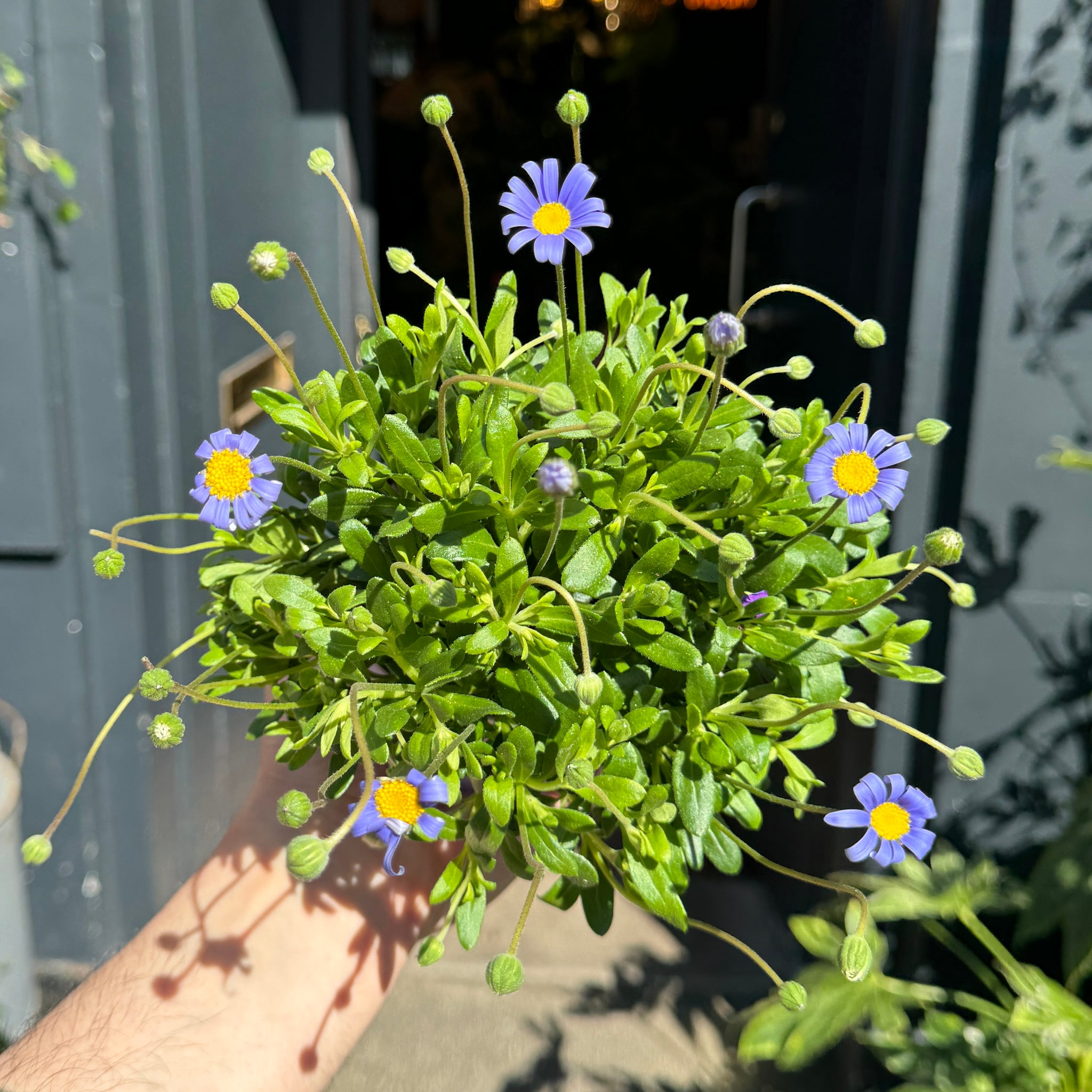 Felicia amelloides ‘Felicitara Blue’ | Blue Marguerite Daisy – grow urban.