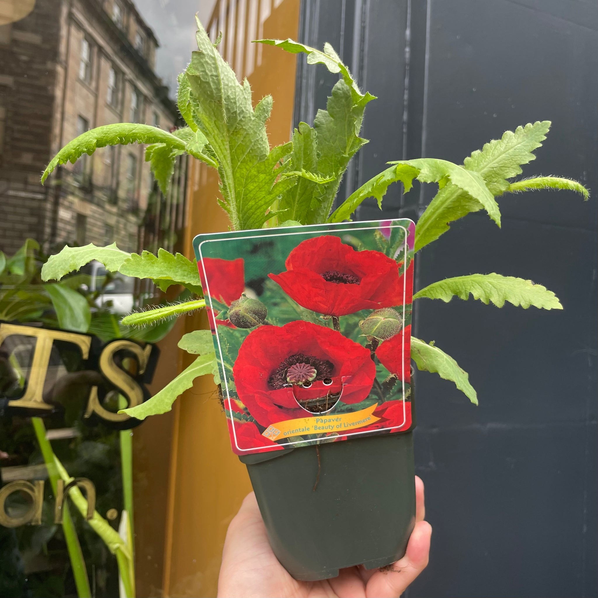 Papaver 'Beauty of Livermere' | grow urban. Edinburgh