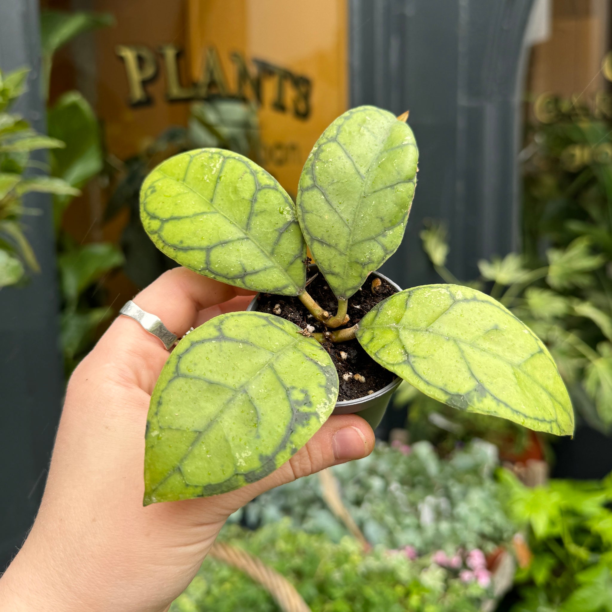 Hoya callistophylla (mini) | grow urban. Edinburgh