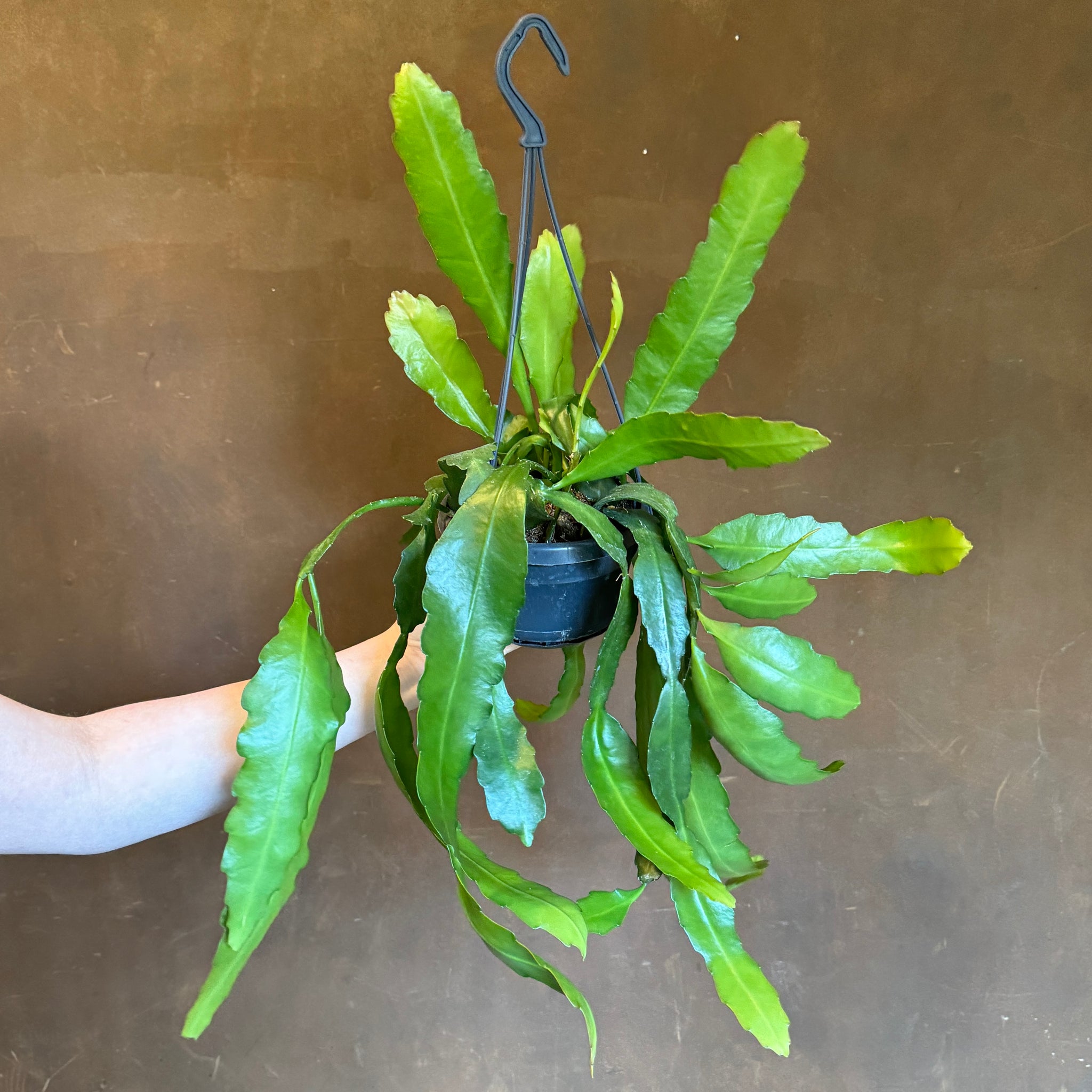 Epiphyllum 'Frühlingsgold' | grow urban. Edinburgh