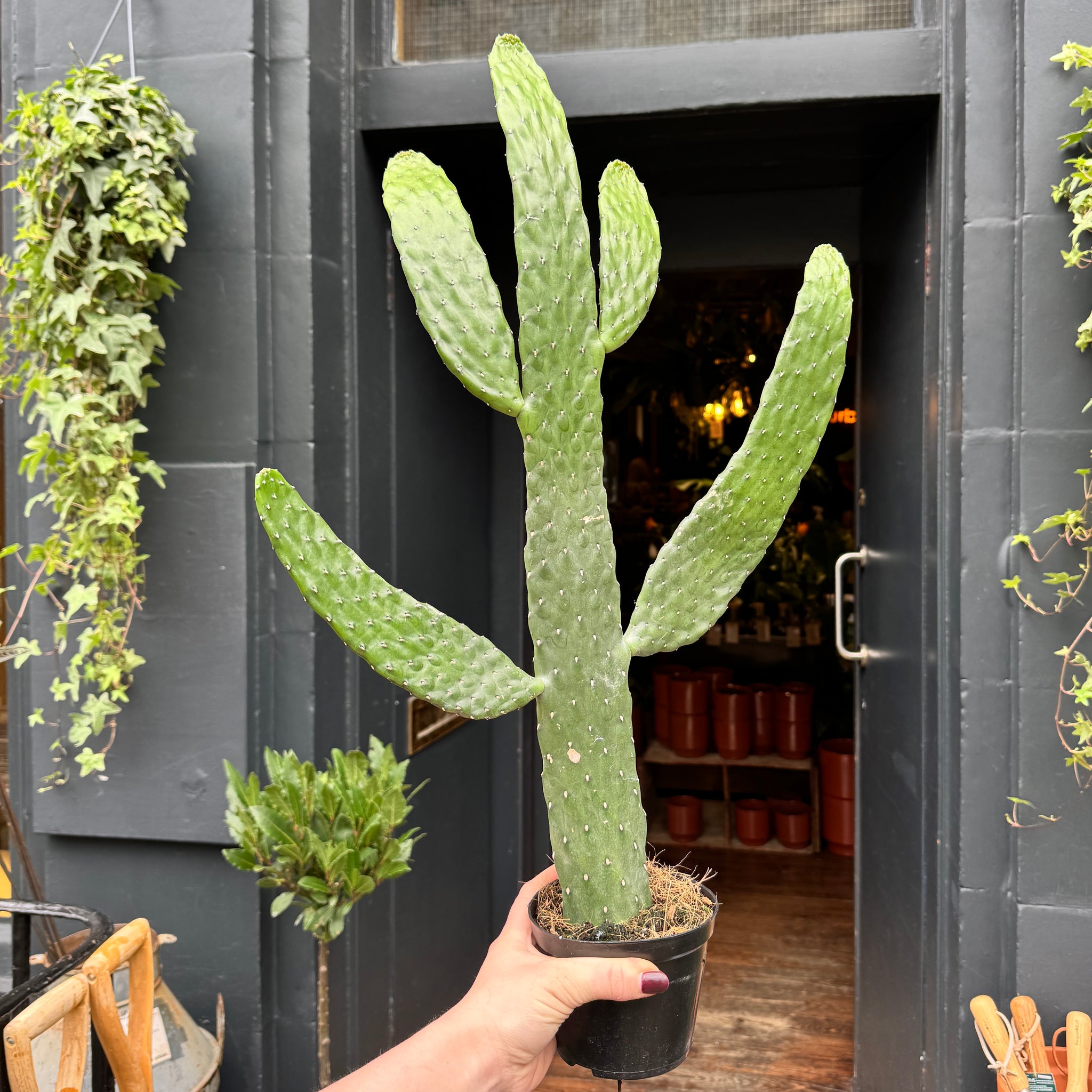 Consolea rubescens | Roadkill Cactus | grow urban. Edinburgh