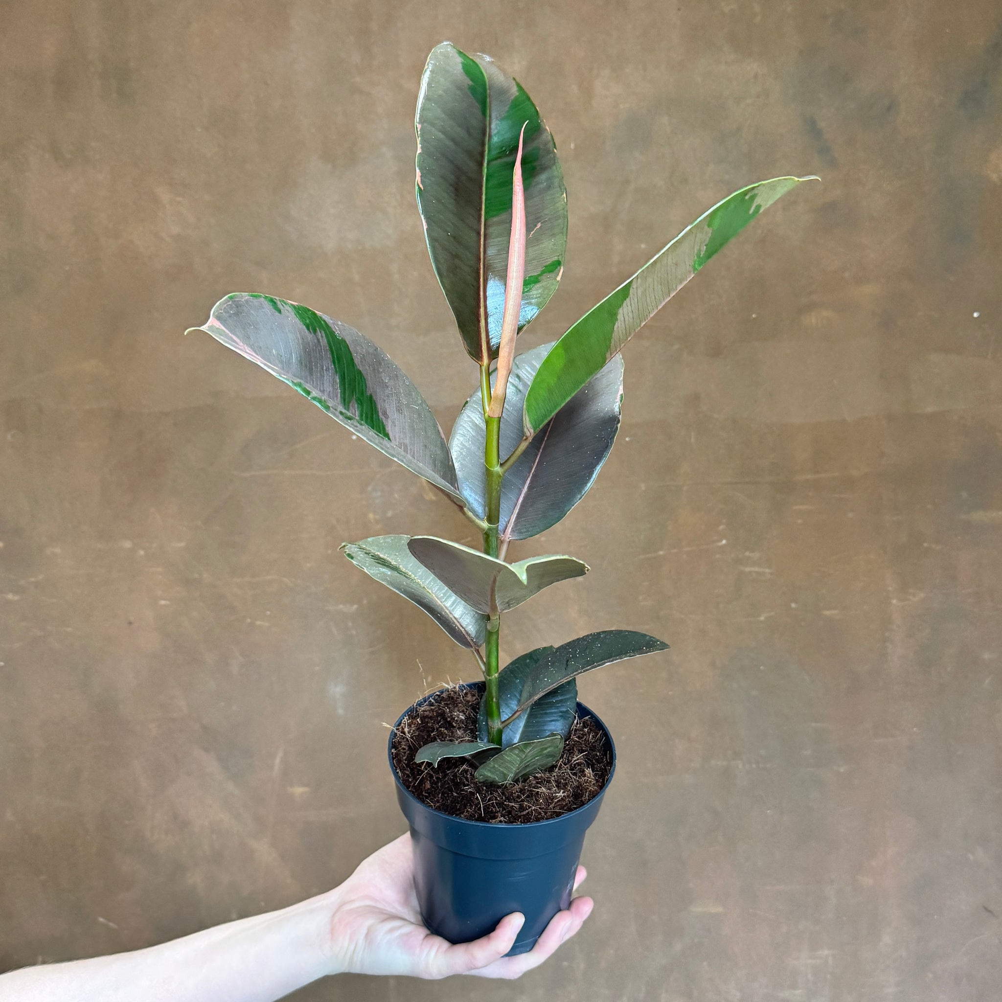 Ficus elastica 'Pink Camouflage' (14cm pot) | grow urban.