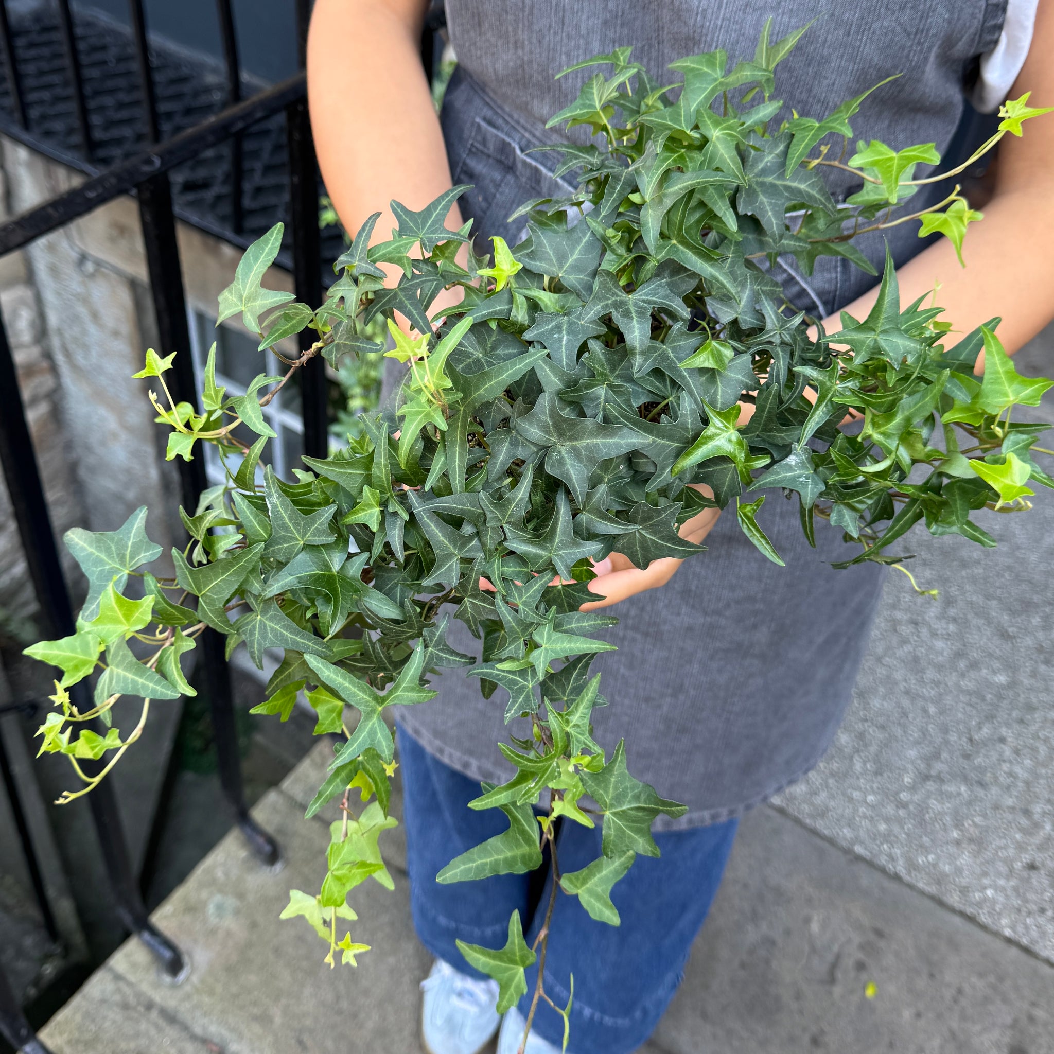 Hedera helix 'Sagittifolia' | Ivy | grow urban. Edinburgh