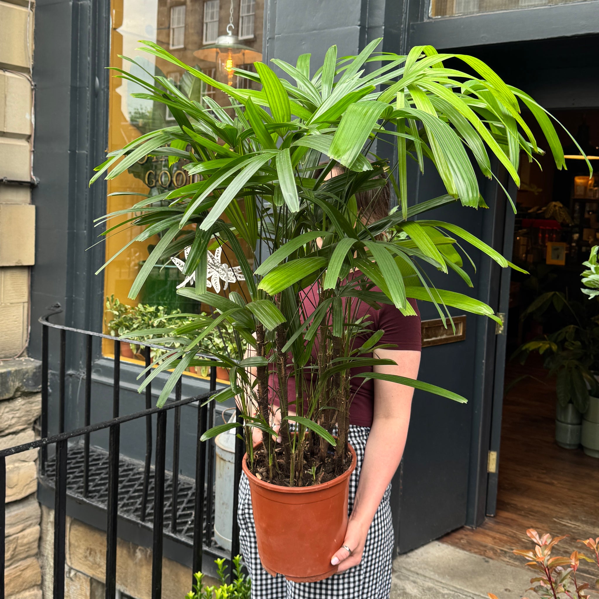 Rhapis exelsa | Lady Palm – grow urban.
