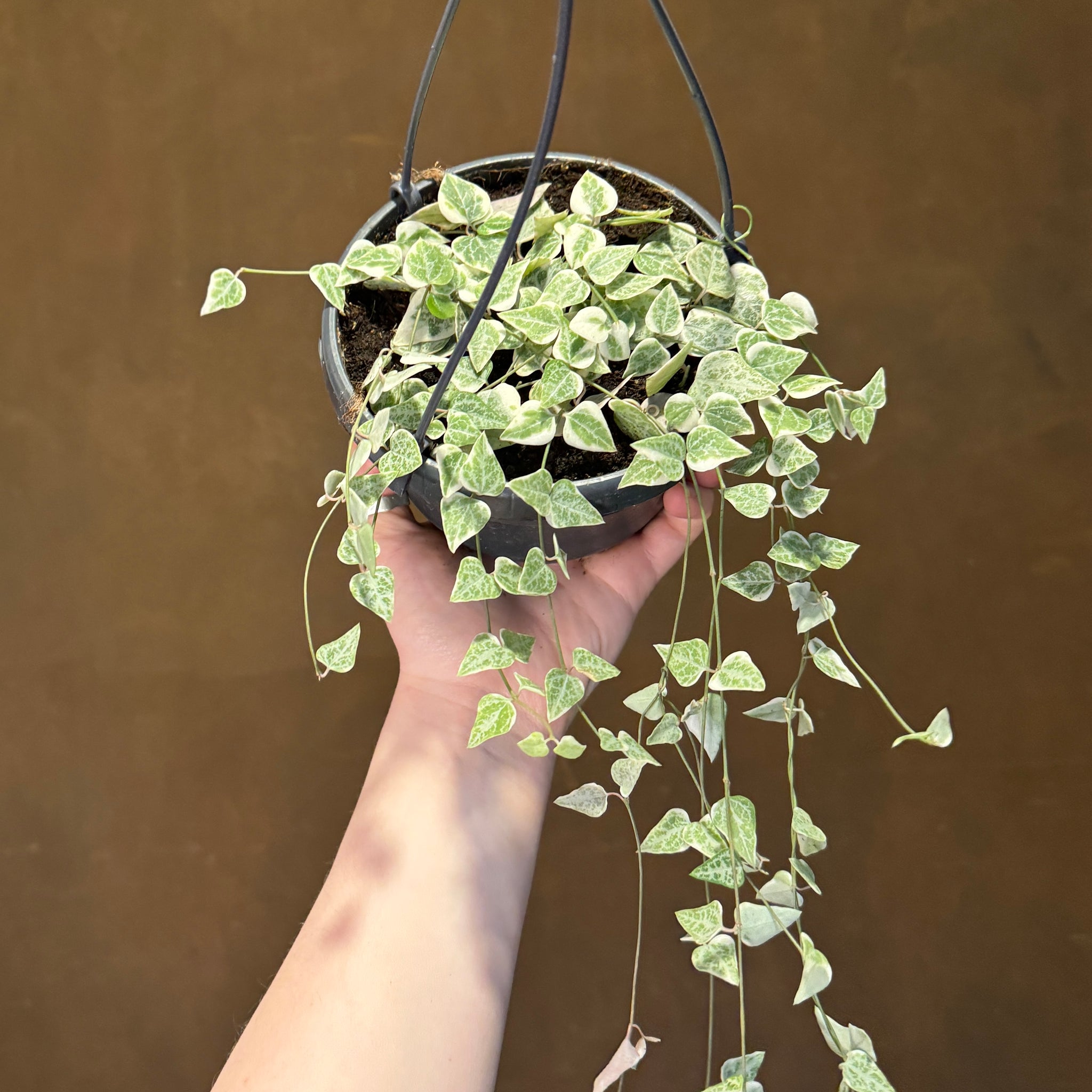 Ceropegia linearis 'Merel' | grow urban. Edinburgh