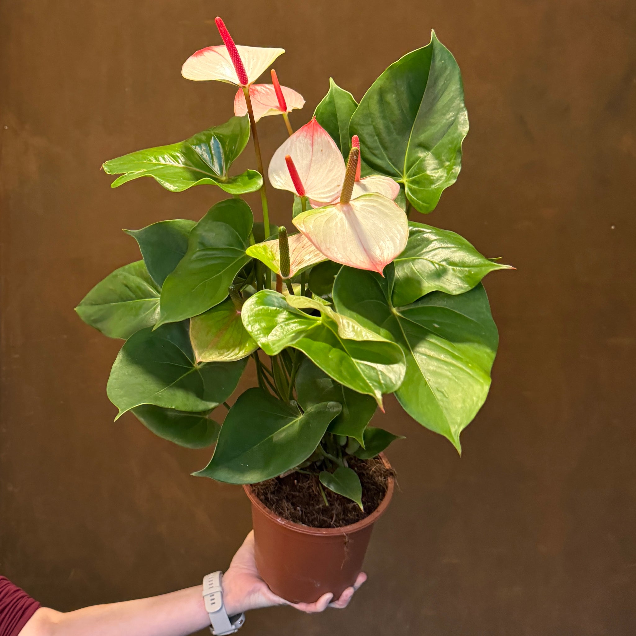 Anthurium 'Amalia Elegance' (17cm pot) | grow urban. Edinburgh