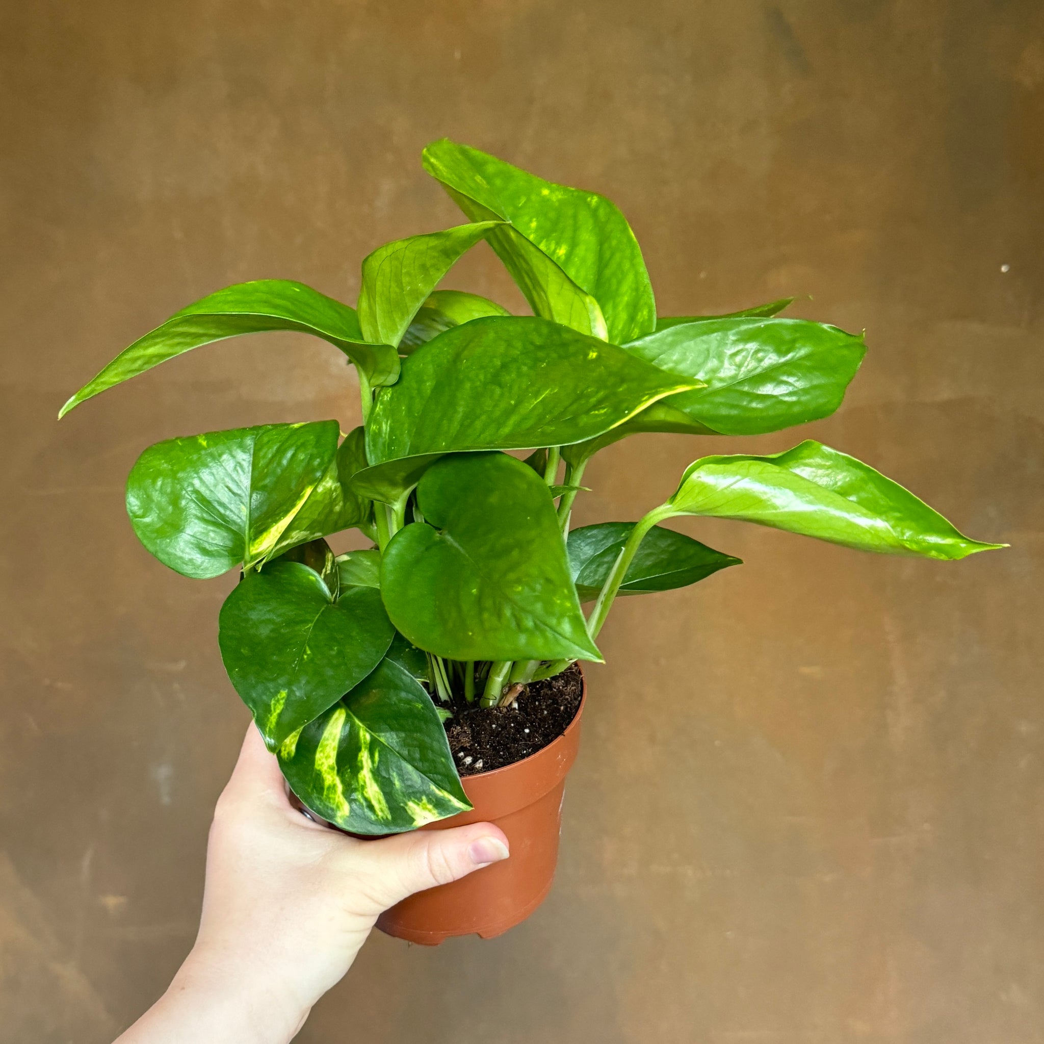 Epipremnum | grow urban. Edinburgh