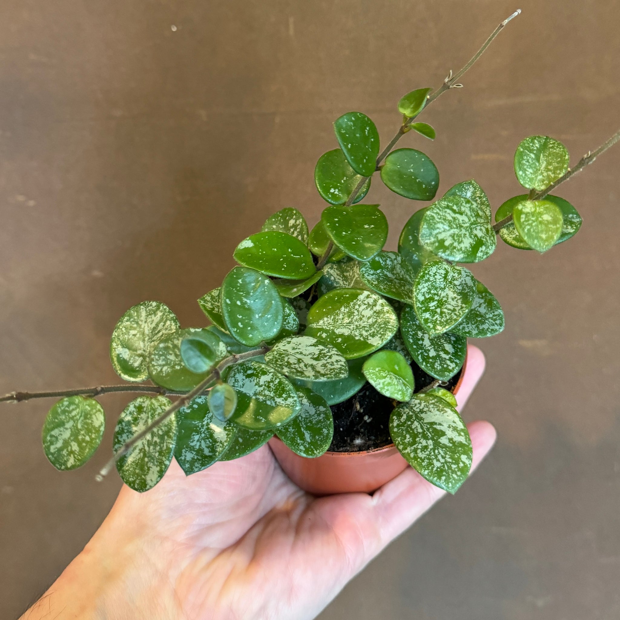 Hoya Mathilde ‘Splash’ | Silver Speckled Wax Plant – grow urban.