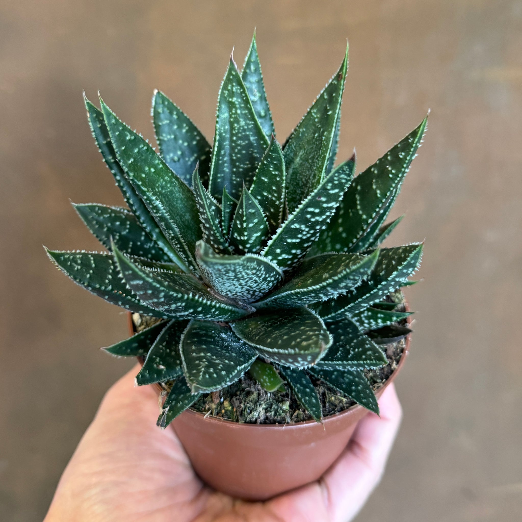 Gasteraloe 'Apollo' | grow urban. Edinburgh
