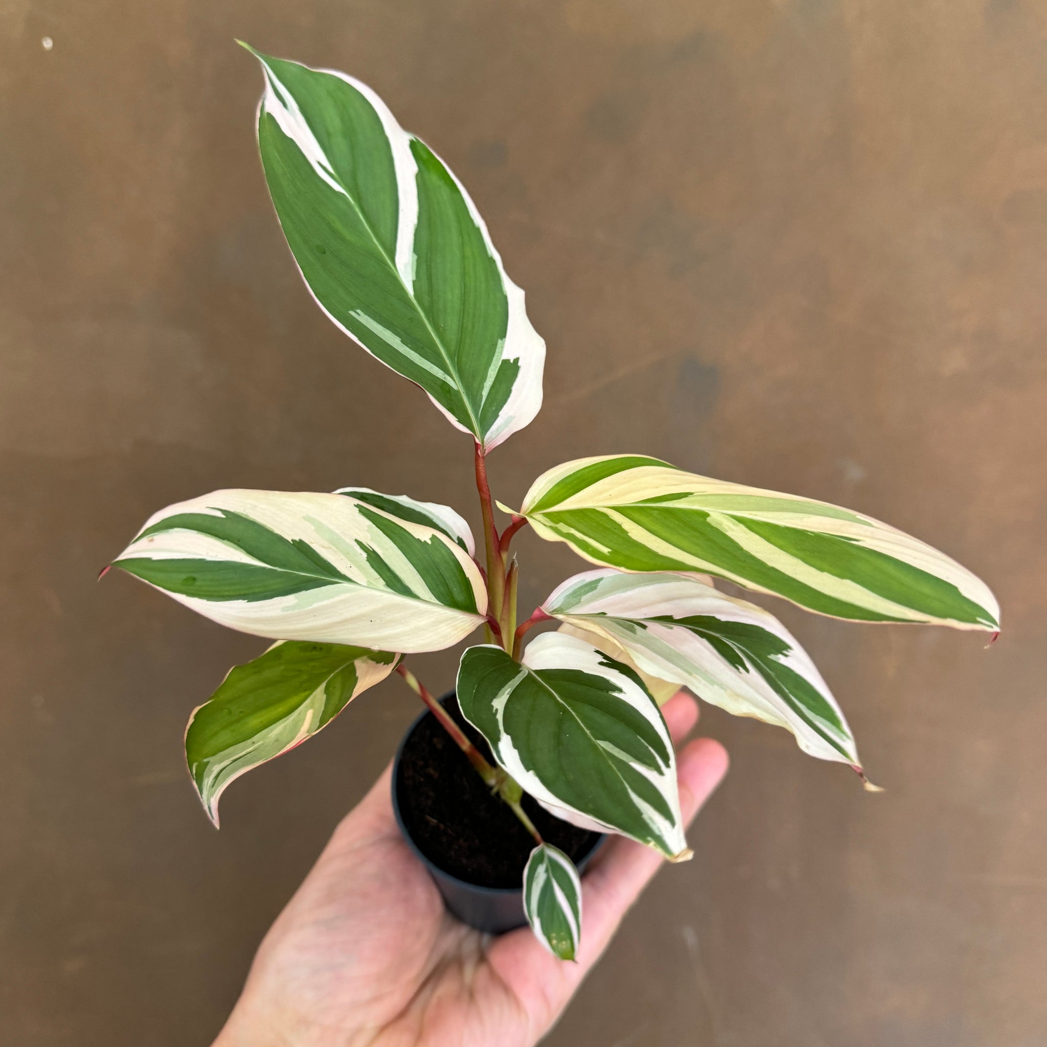 Calathea 'Princess Dalya' | grow urban. Edinburgh