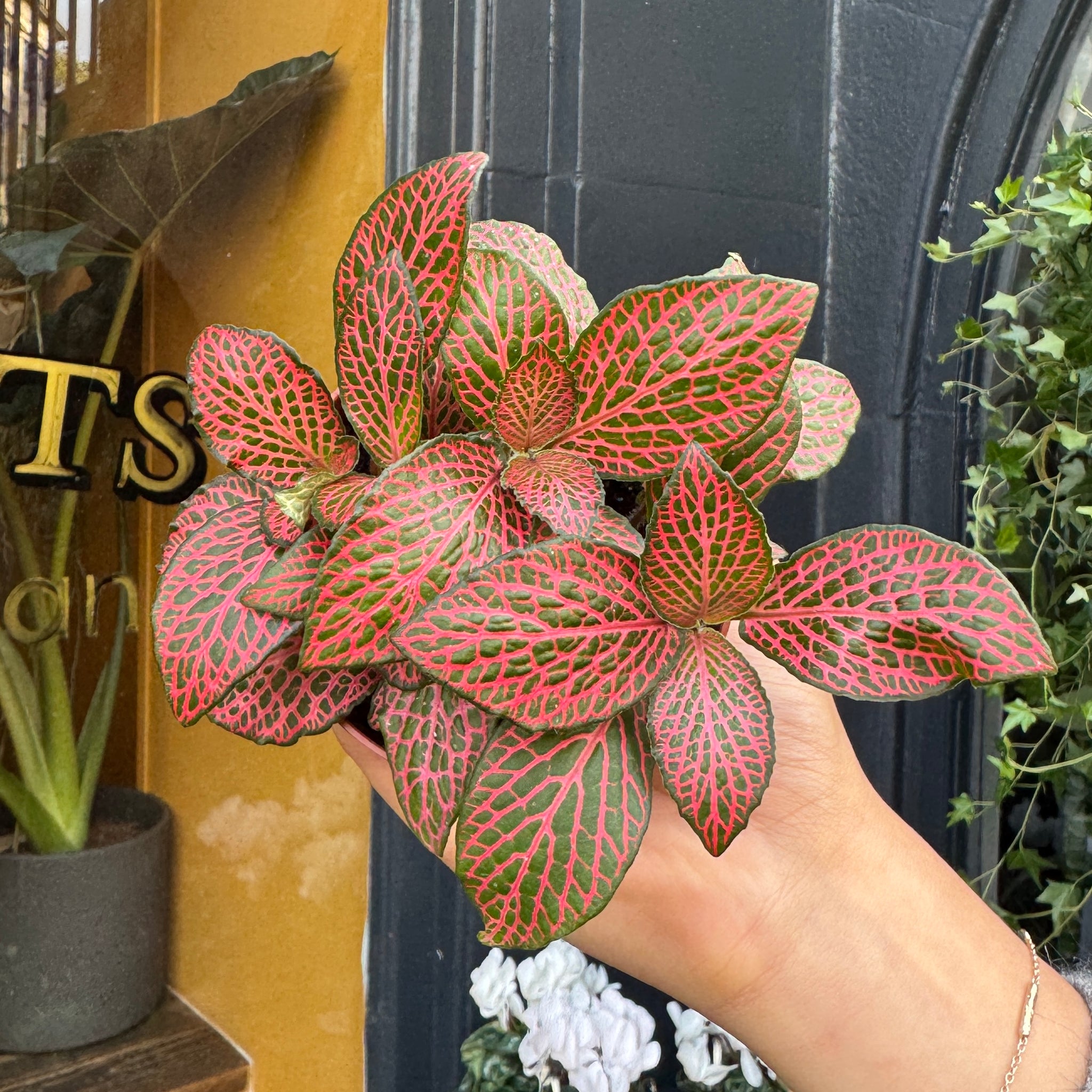 Fittonia 'Red Star' | grow urban. Edinburgh