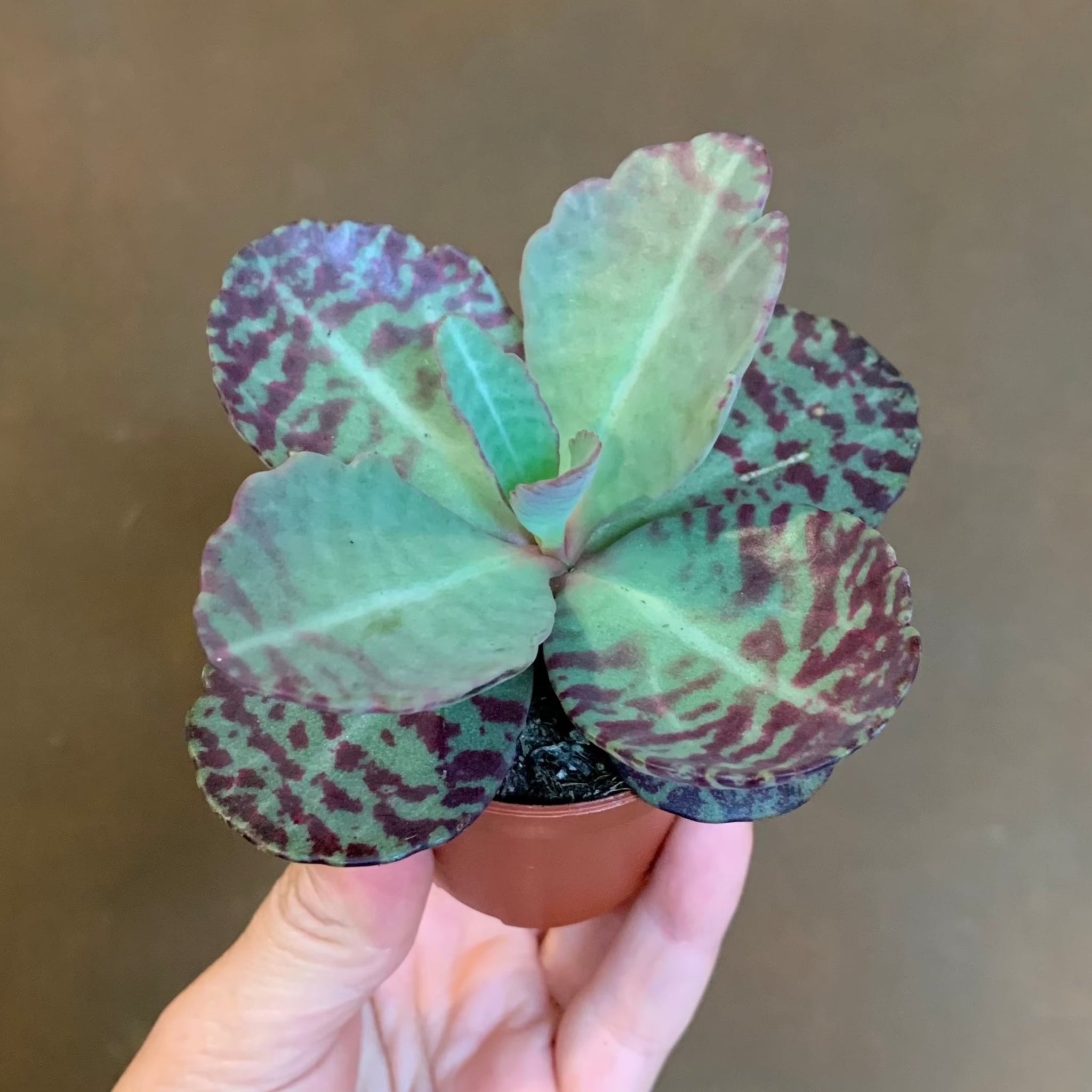 Kalanchoe humilis 'Surprising Desert' | grow urban. Edinburgh