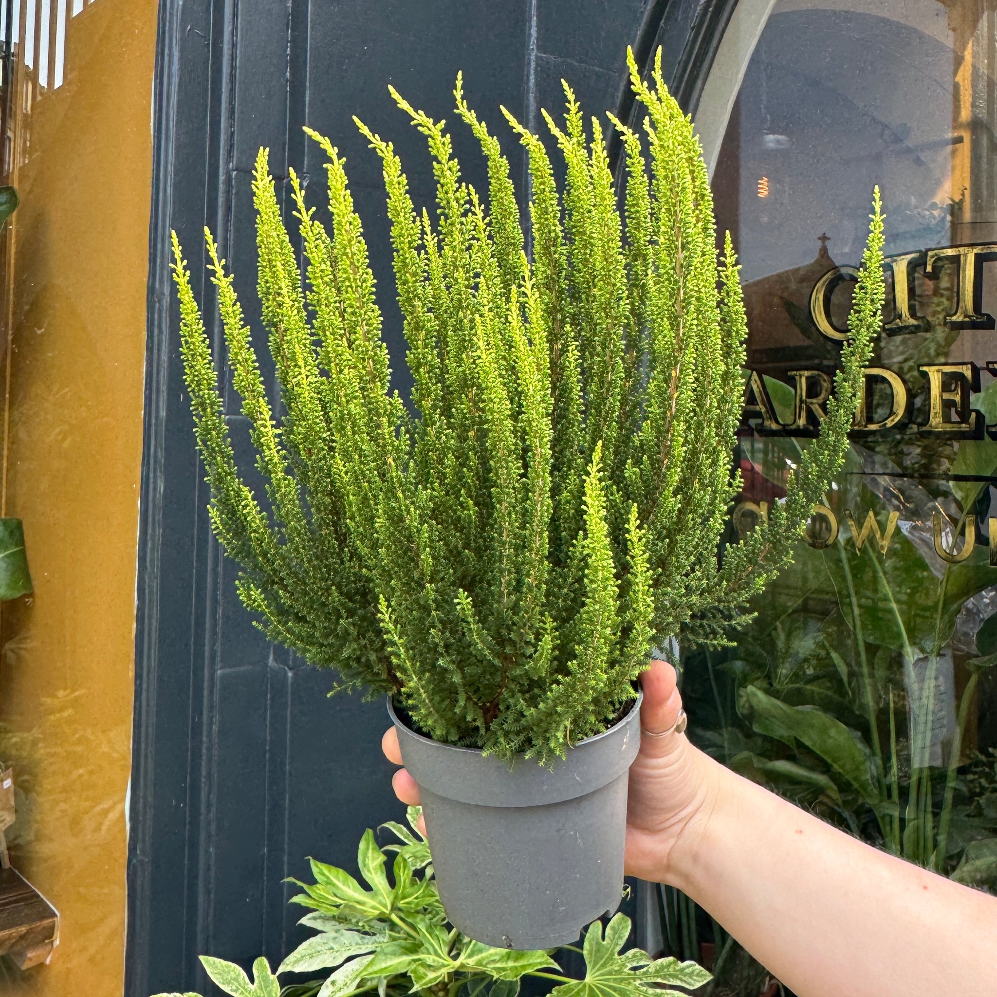 Calluna 'Skyline Verona' | grow urban. Edinburgh