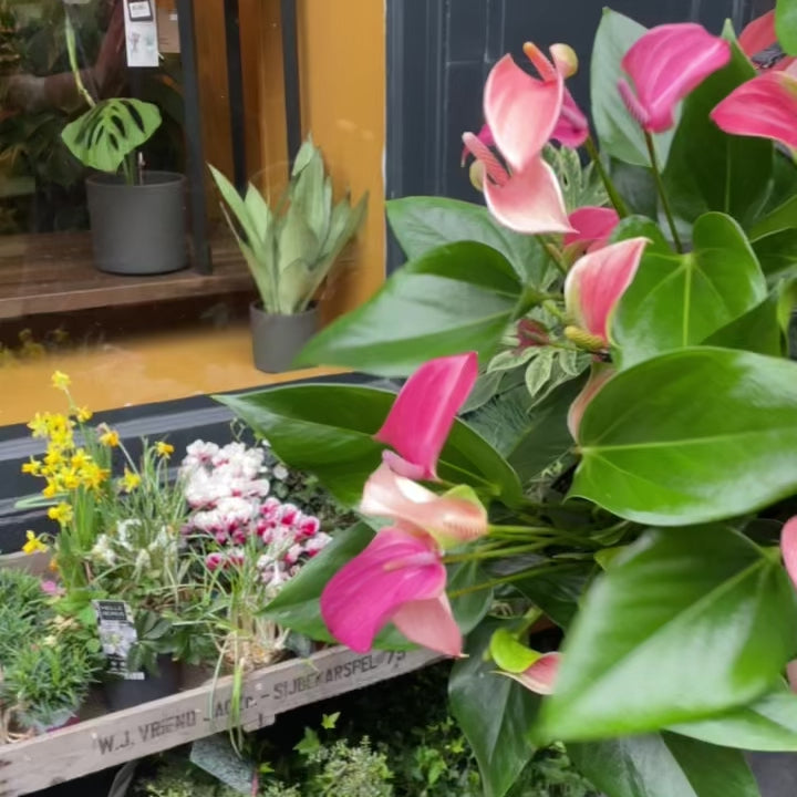 Anthurium ‘Joli Duo’ | Flamingo Flower | grow urban.